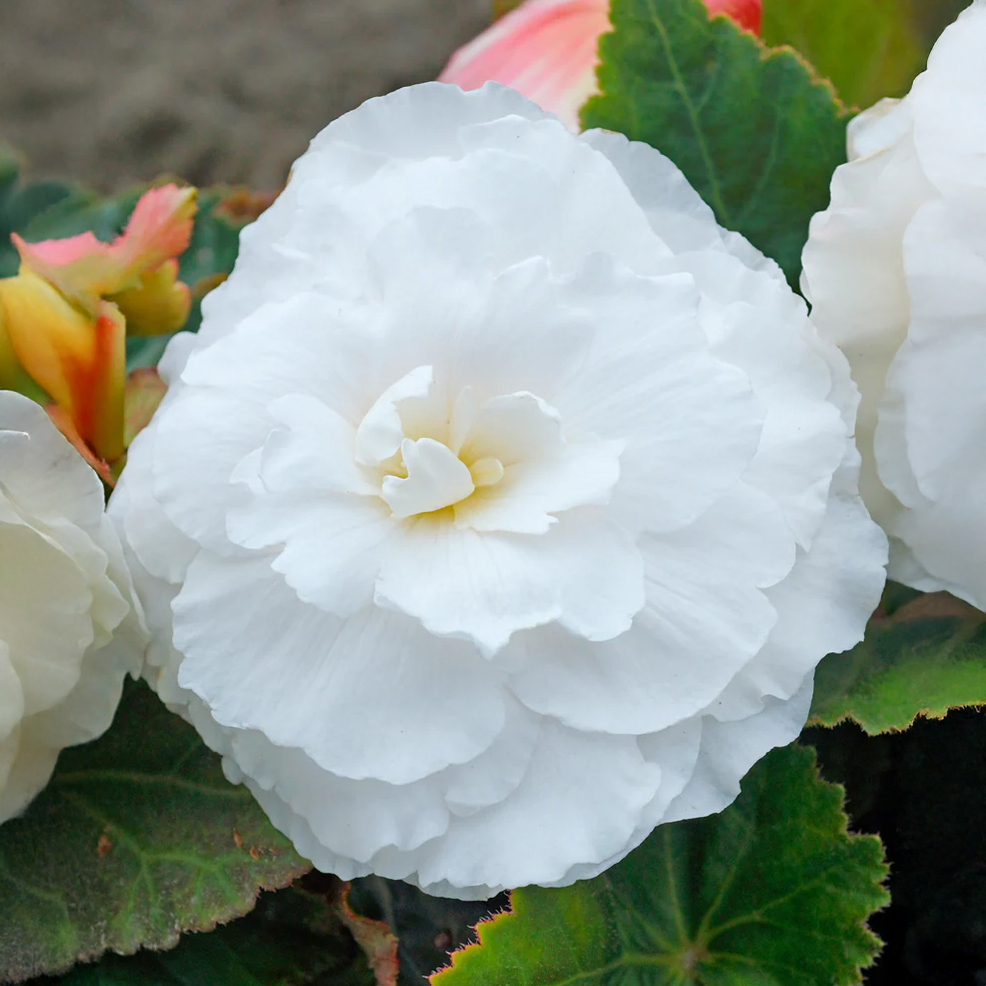 Begonia Non Stop White (Begonia Semperflorens-Cultorum) 3x Spring ...