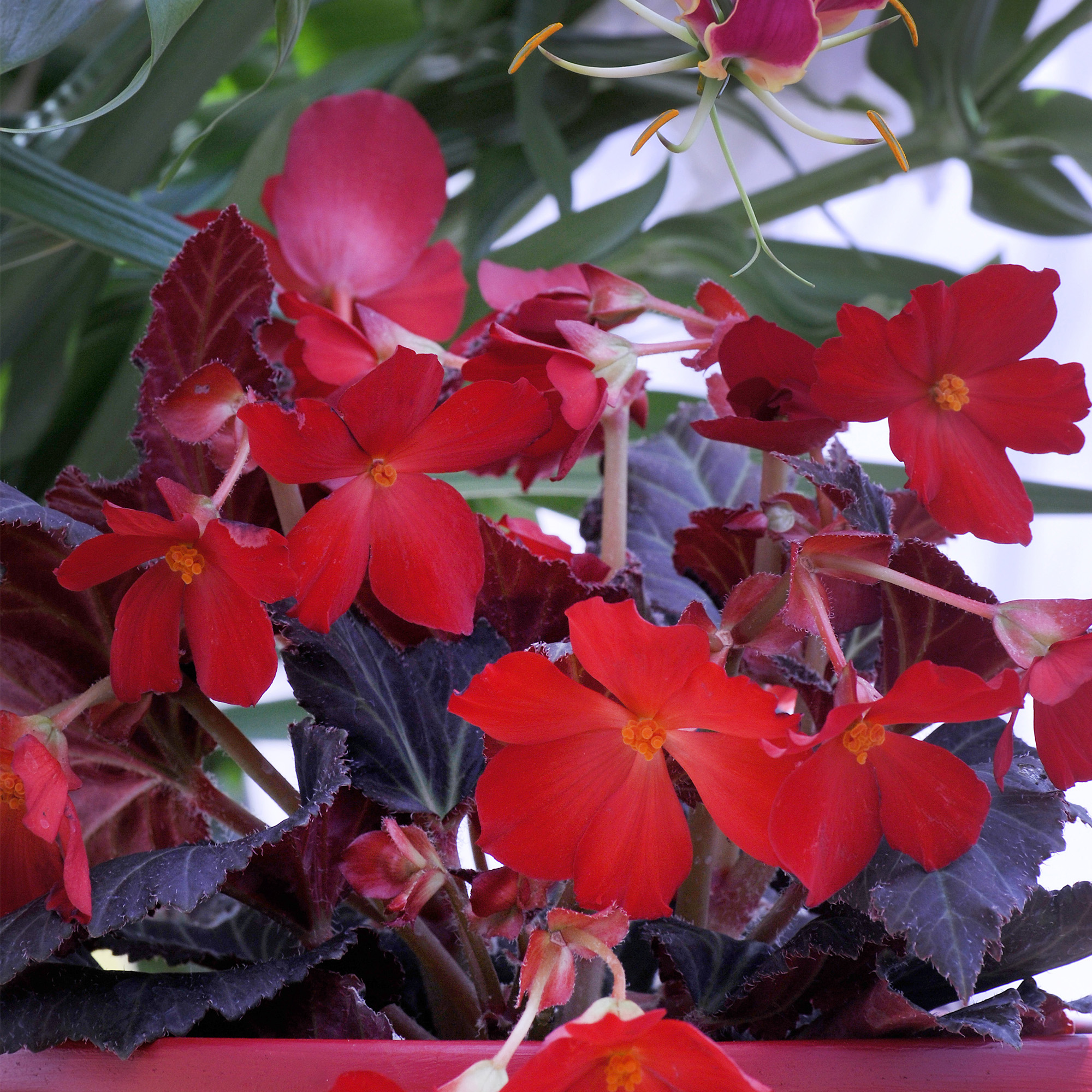 Begonia Pendula Red (Begonia Semperflorens-Cultorum) 3x Spring Planting ...