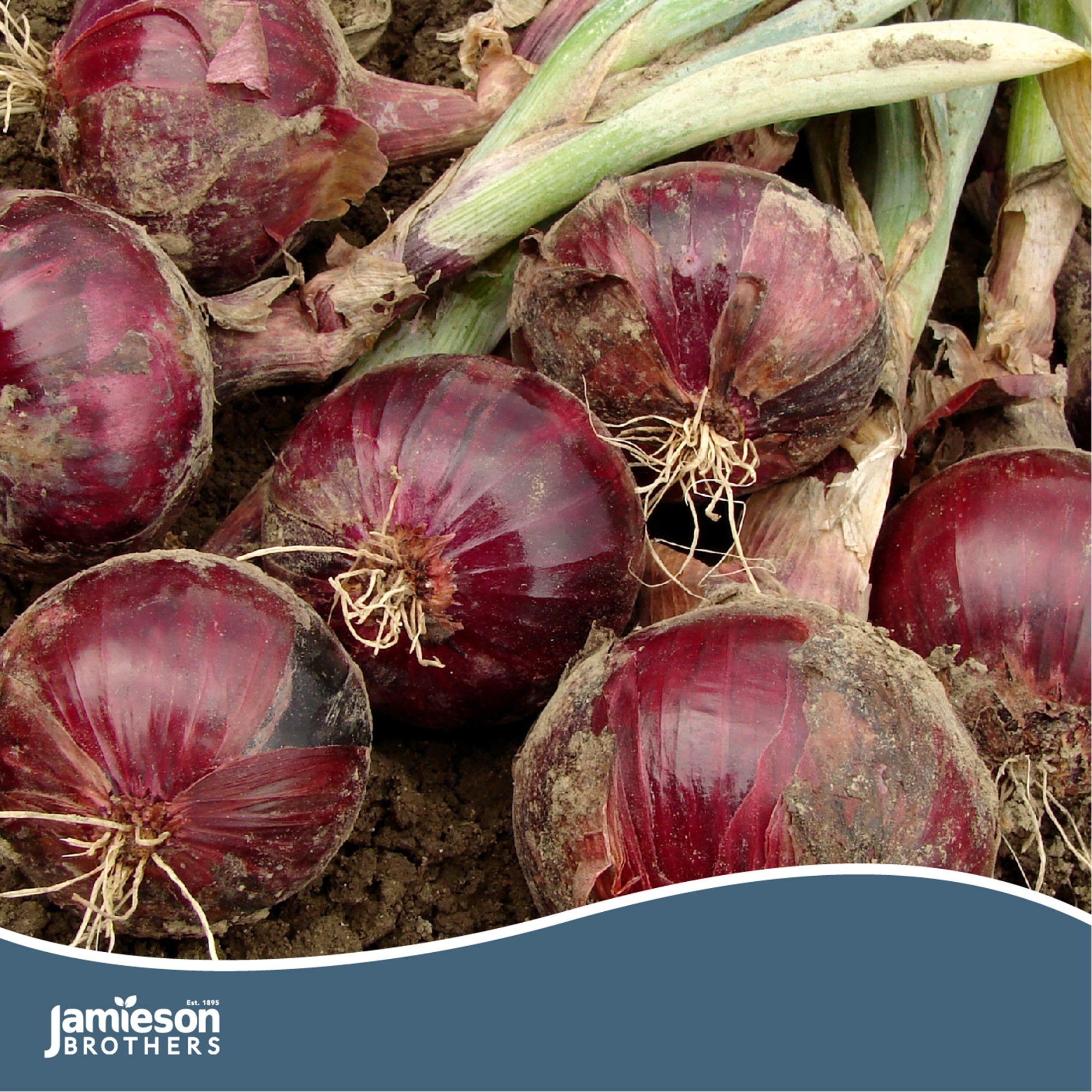 Jamieson Brothers Red Baron Onion Sets - 50 pack