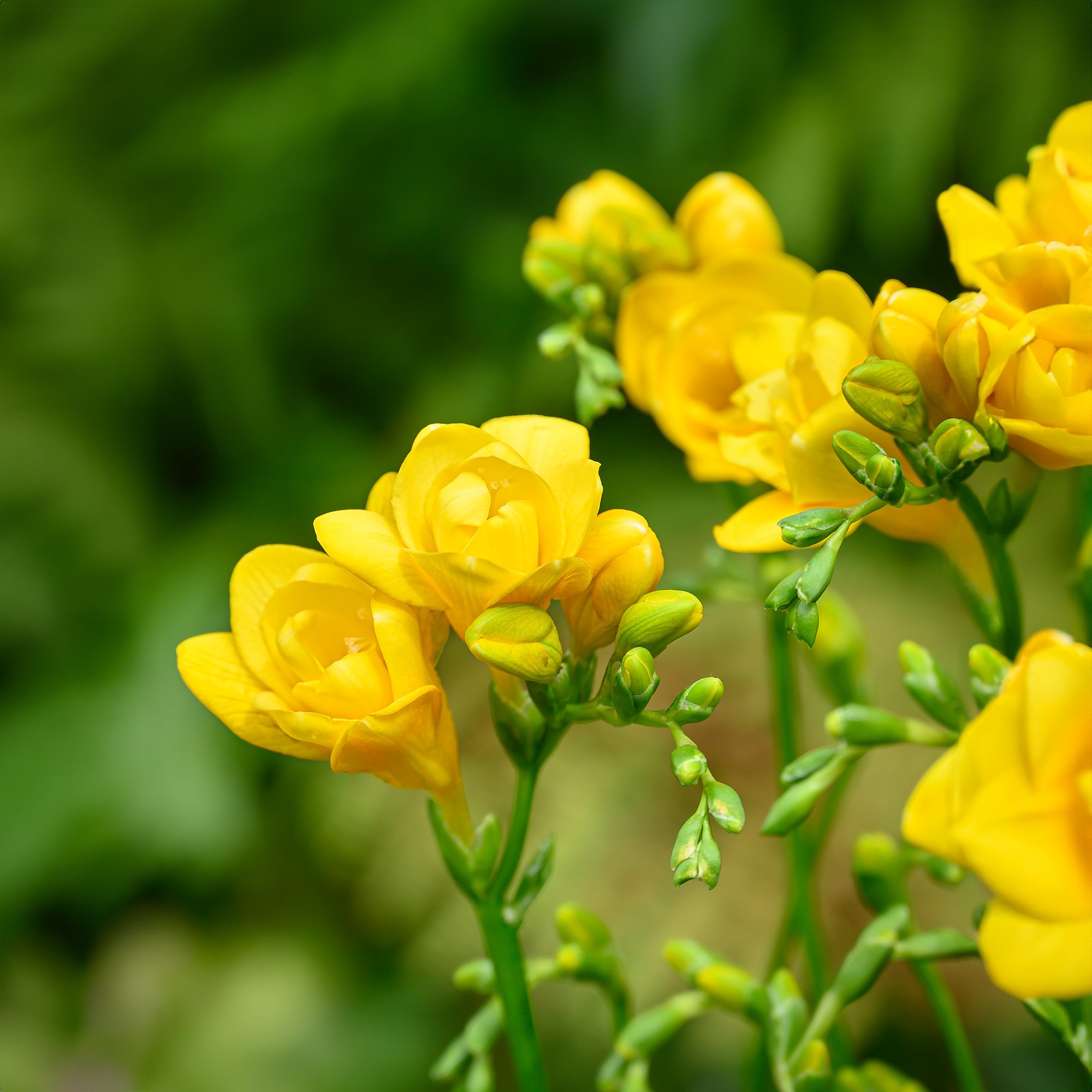 Freesia Double Yellow (Freesia Hybrid) 15x Spring Planting Flower Bulbs