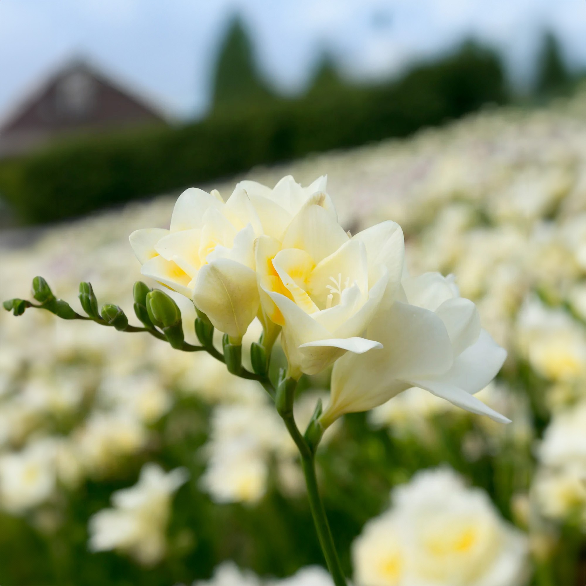 Freesia Double White (Freesia Hybrid) 15x Spring Planting Flower Bulbs