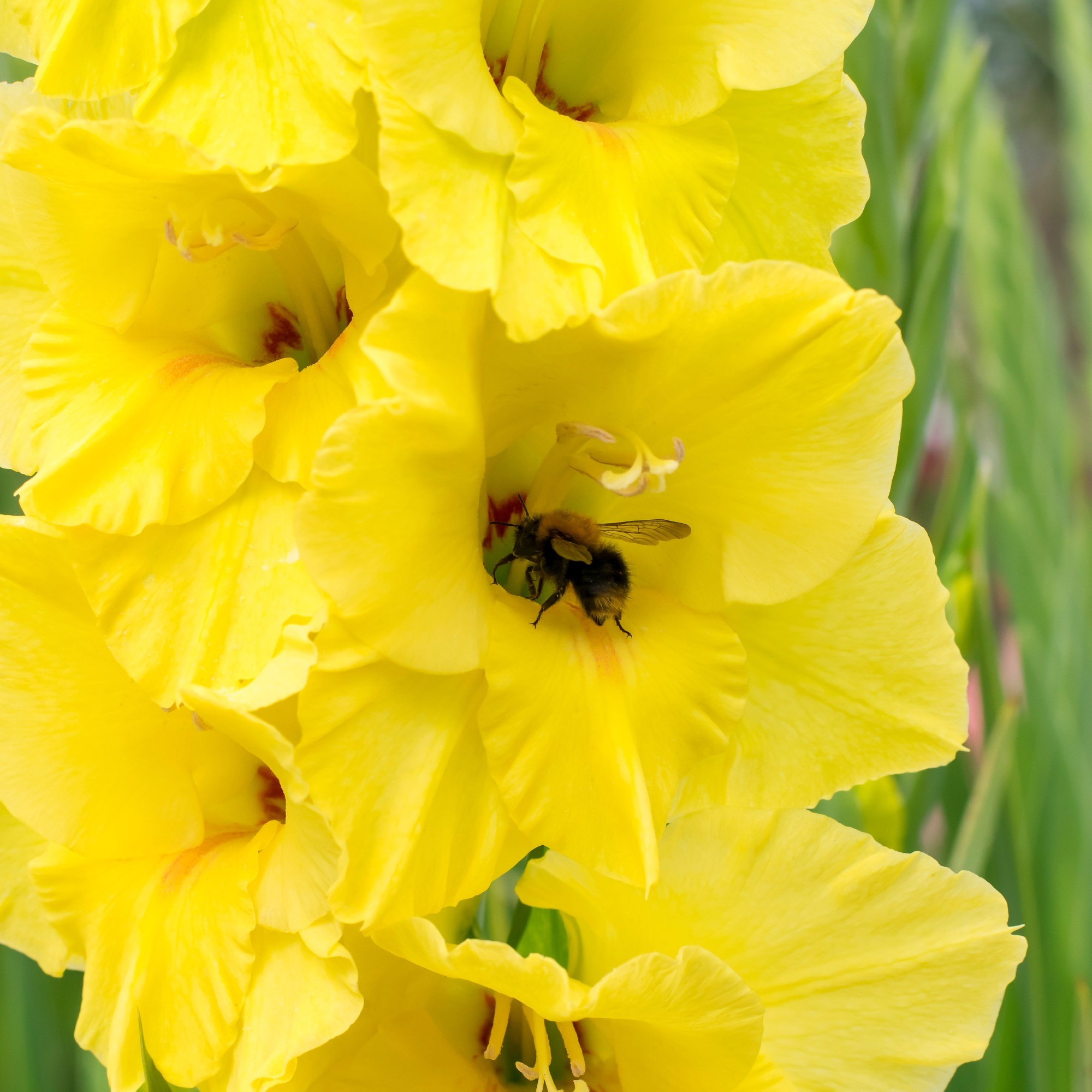 Gladiolus Nova Lux (Gladiolus Hortulanus) 10x Spring Planting Flower Bulbs