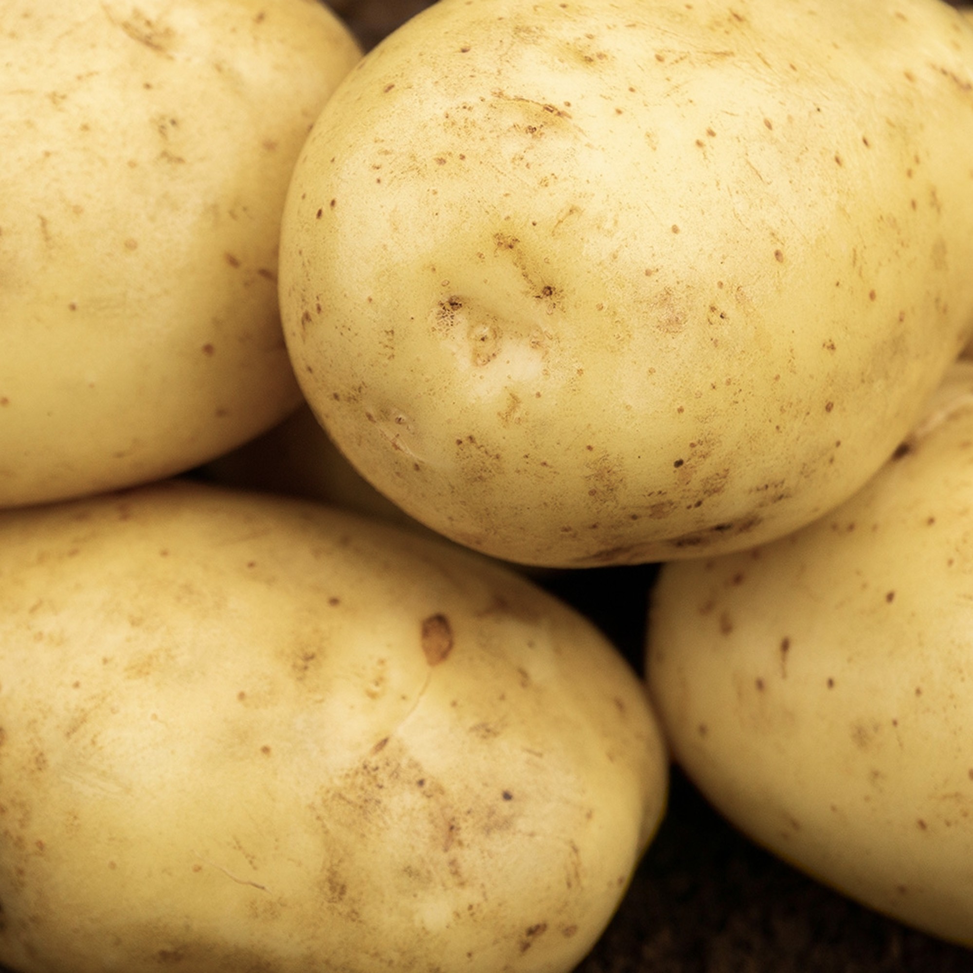 Elfe Seed Potato 2kg