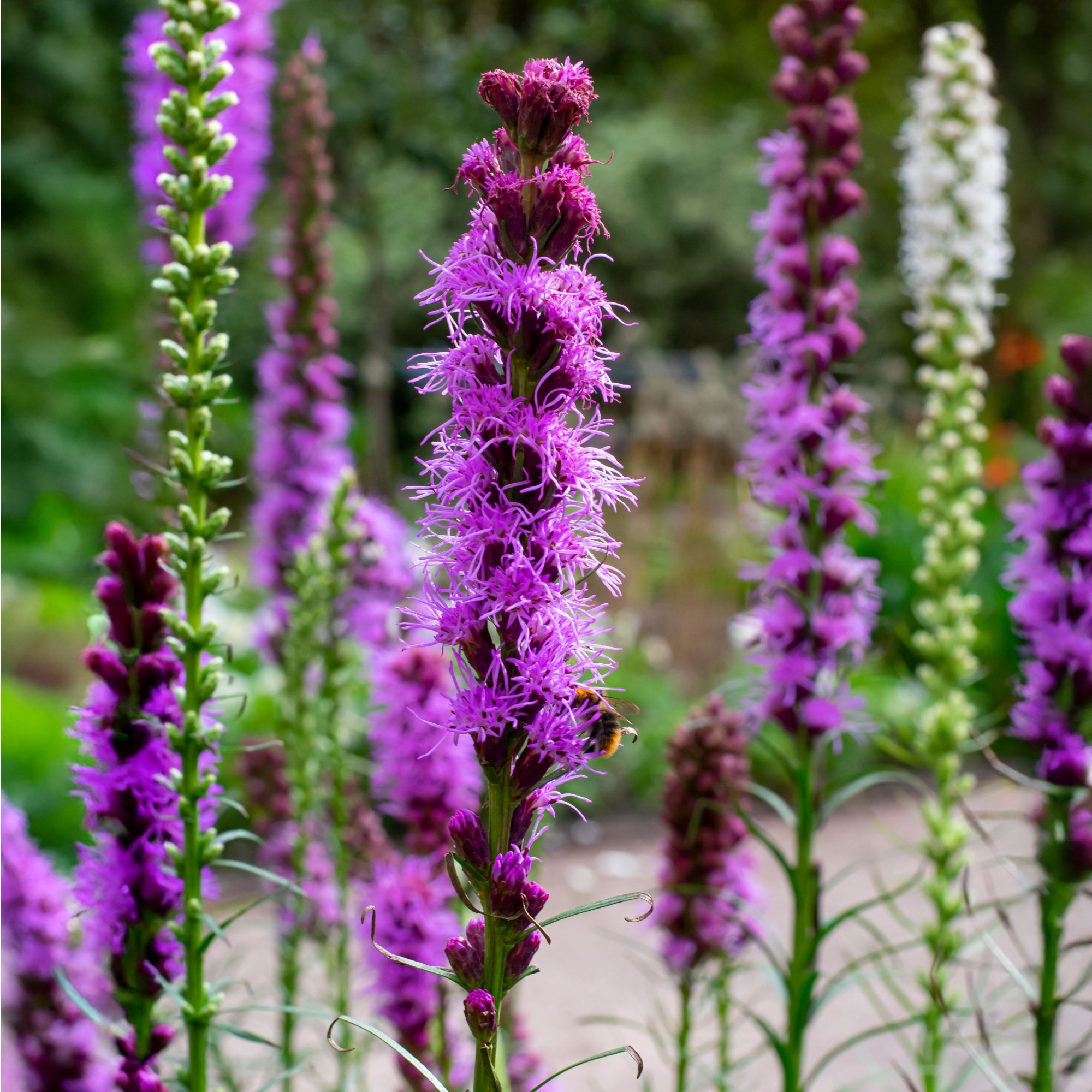 Liatris Spicata Violet-Blue (Liatris Spicata) 8x Spring Planting Flower ...