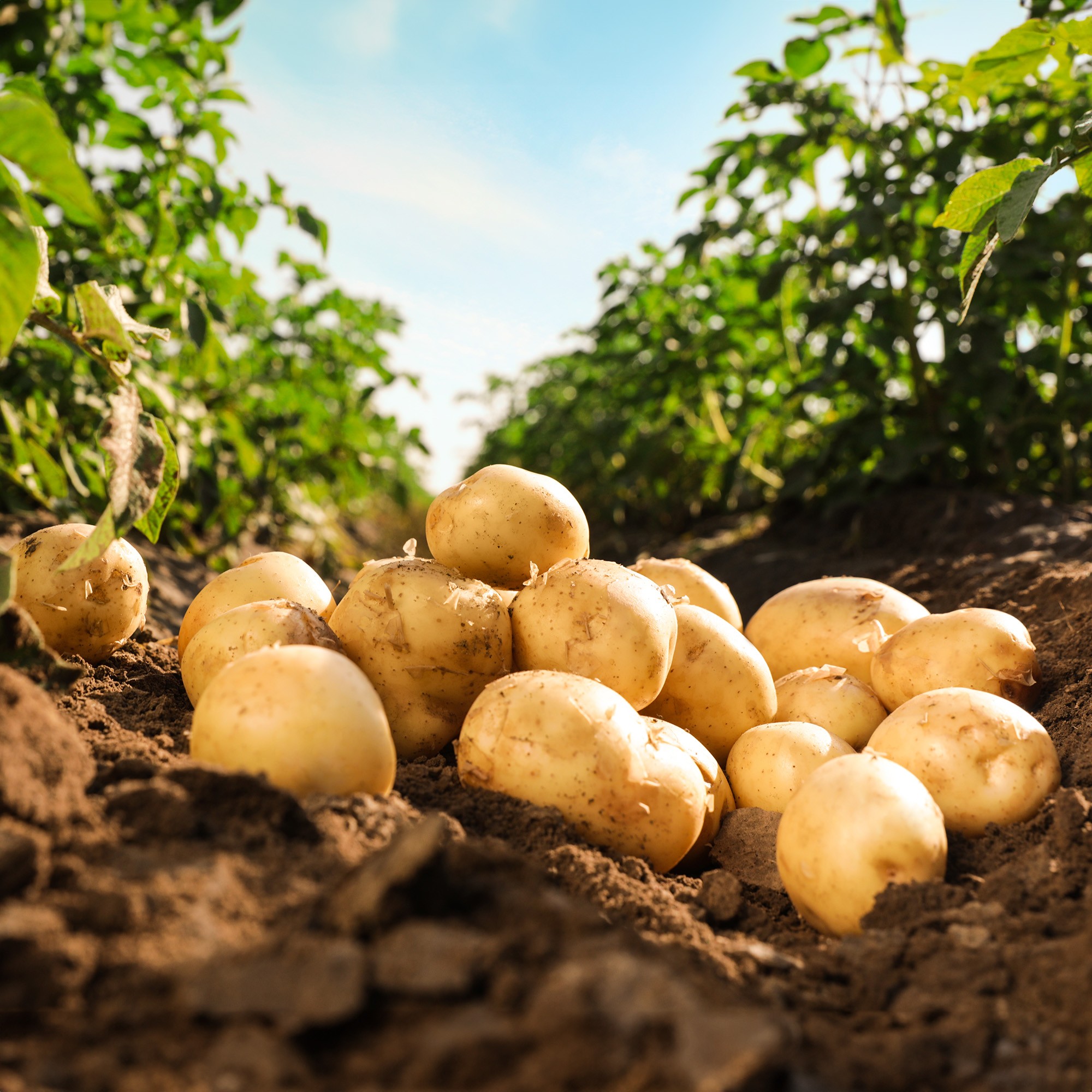SpudMan Maris Peer Summer Planting Seed Potatoes - 6 Tuber Pack - Perfect for Christmas Potatoes