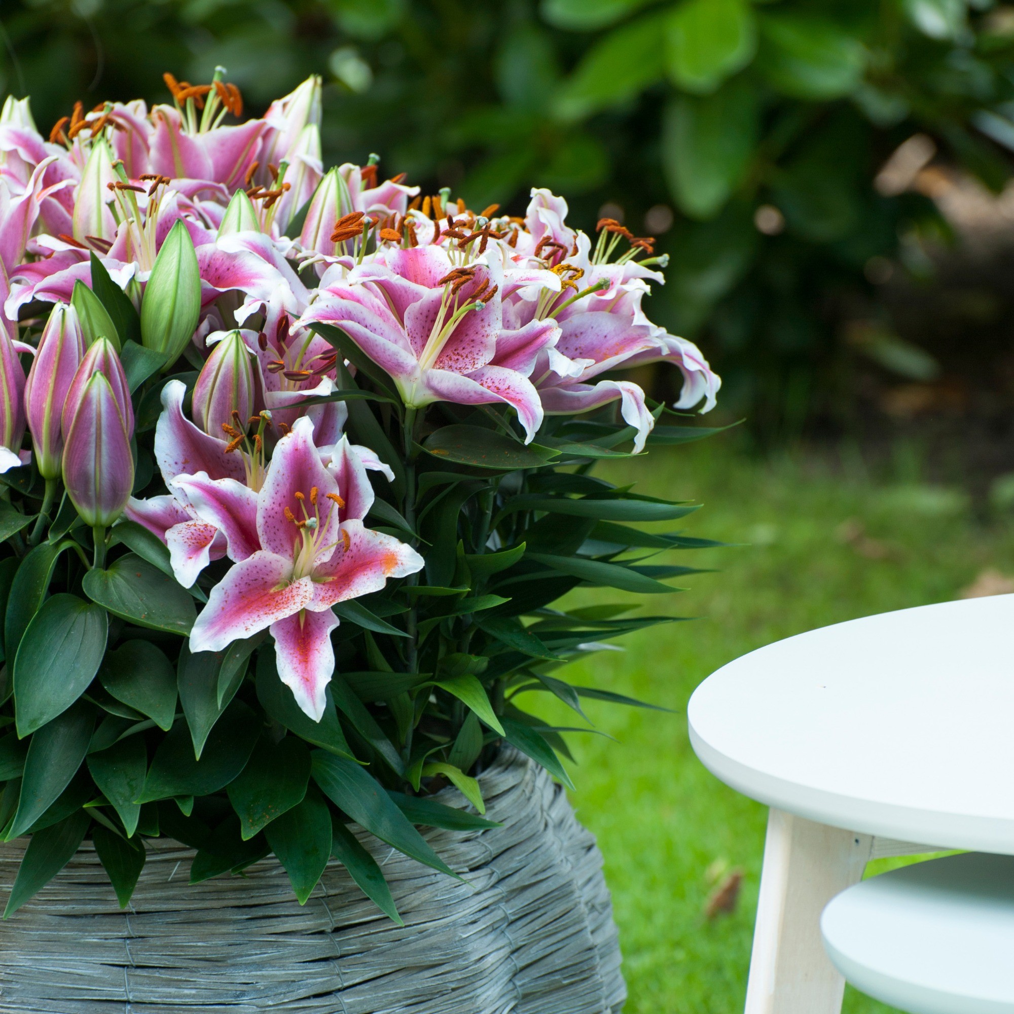 Lilium Oriental Stargazer (Lilium Oriental) 2x Spring Planting Flower Bulbs