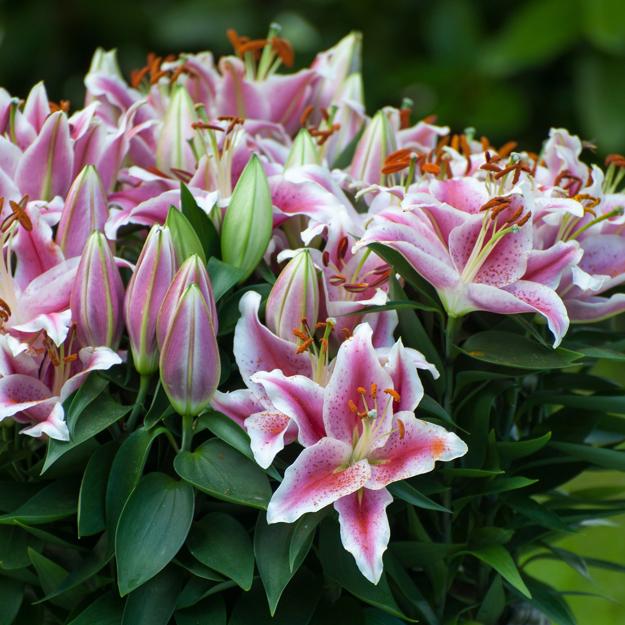 Lilium Oriental Stargazer (Lilium Oriental) 2x Spring Planting Flower Bulbs