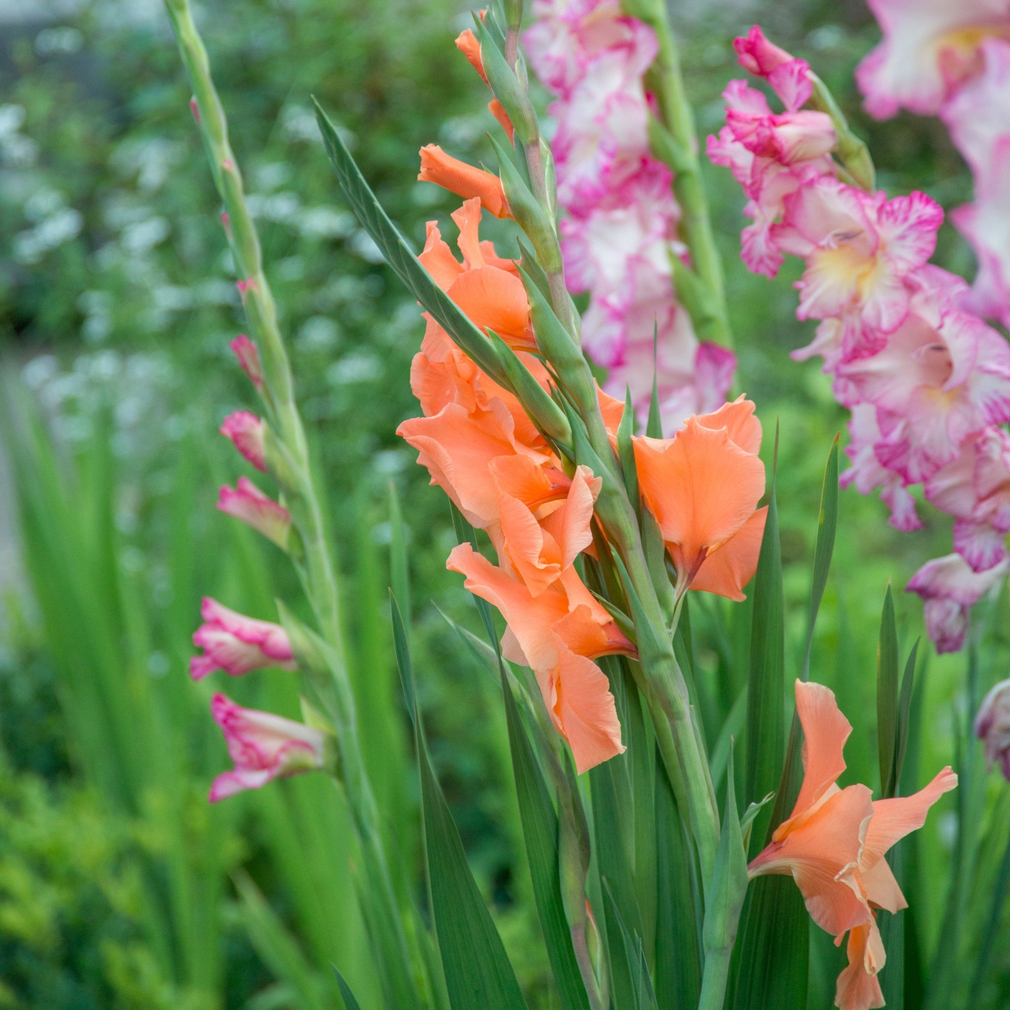mixed gladiolus