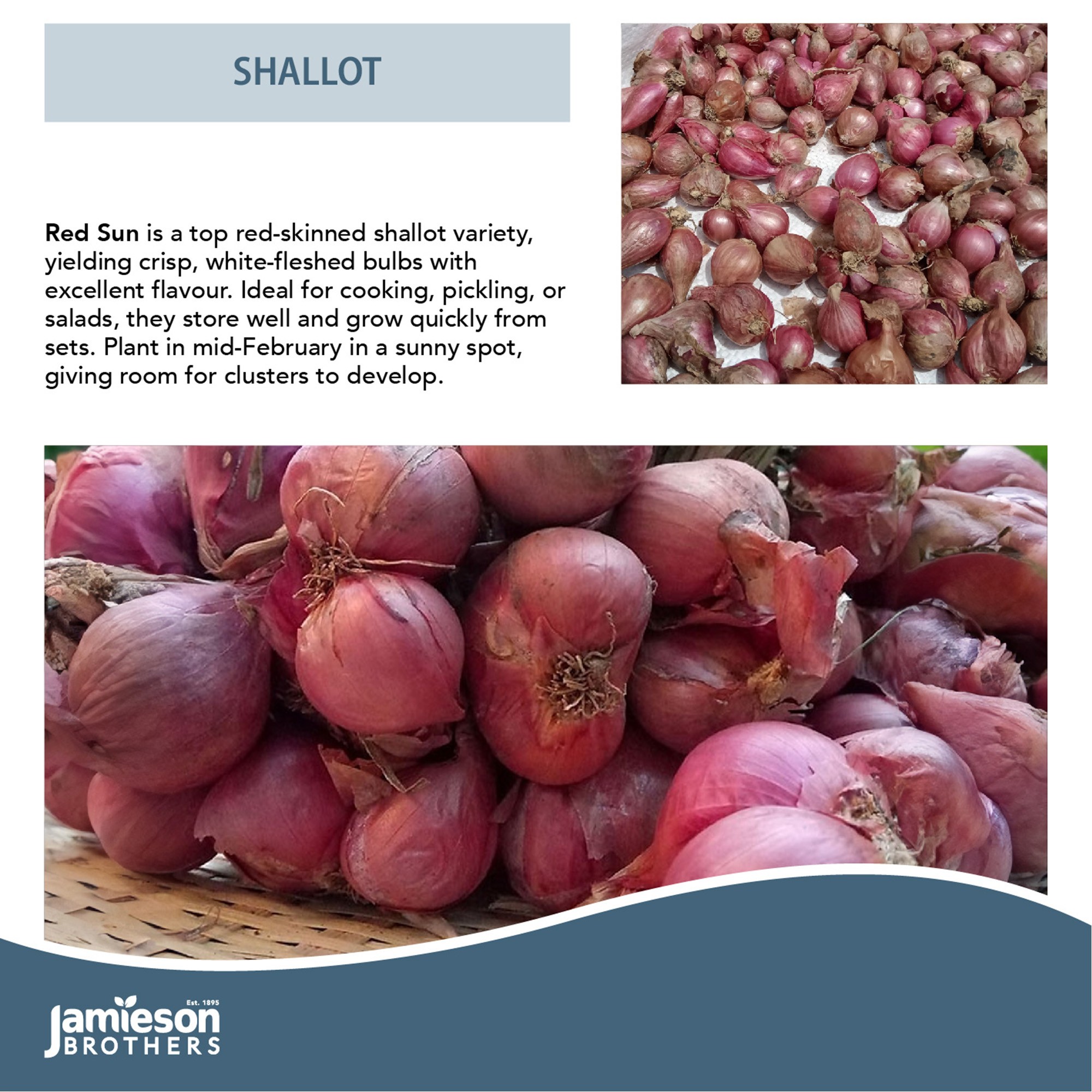 Jamieson Brothers® Red Sun Shallot Sets