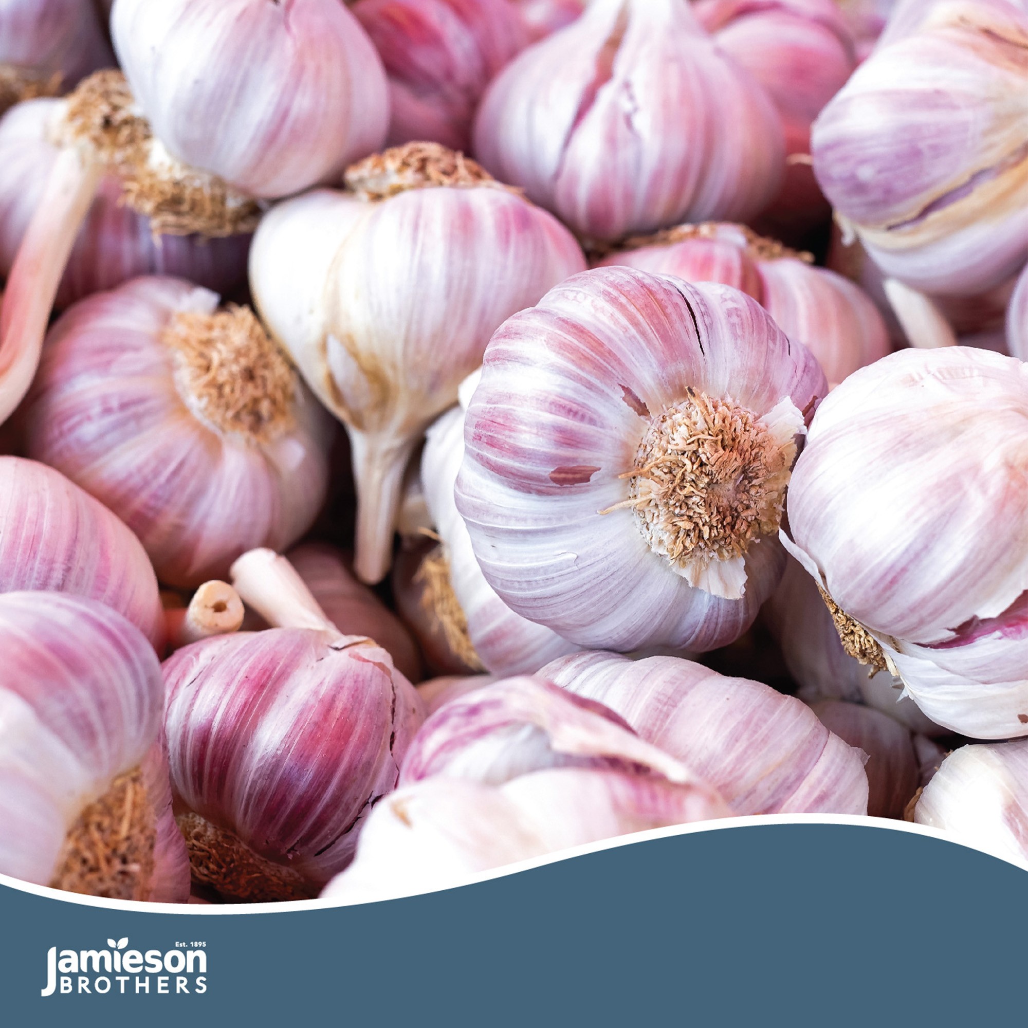 Jamieson Brothers® Pink Garlic - 4 Bulbs