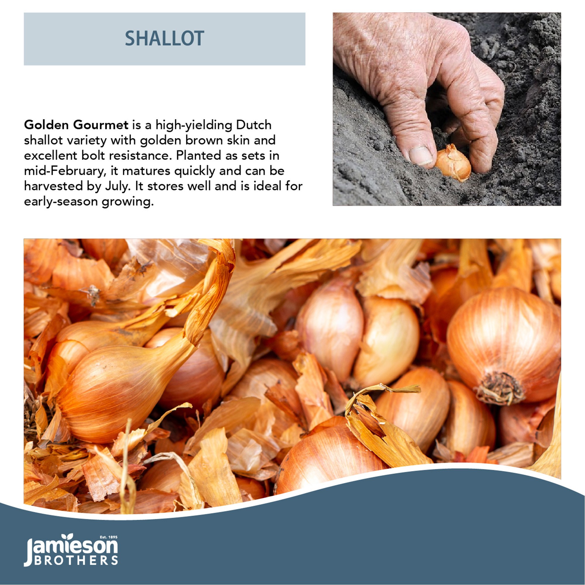 Jamieson Brothers® Golden Gourmet Shallot Sets