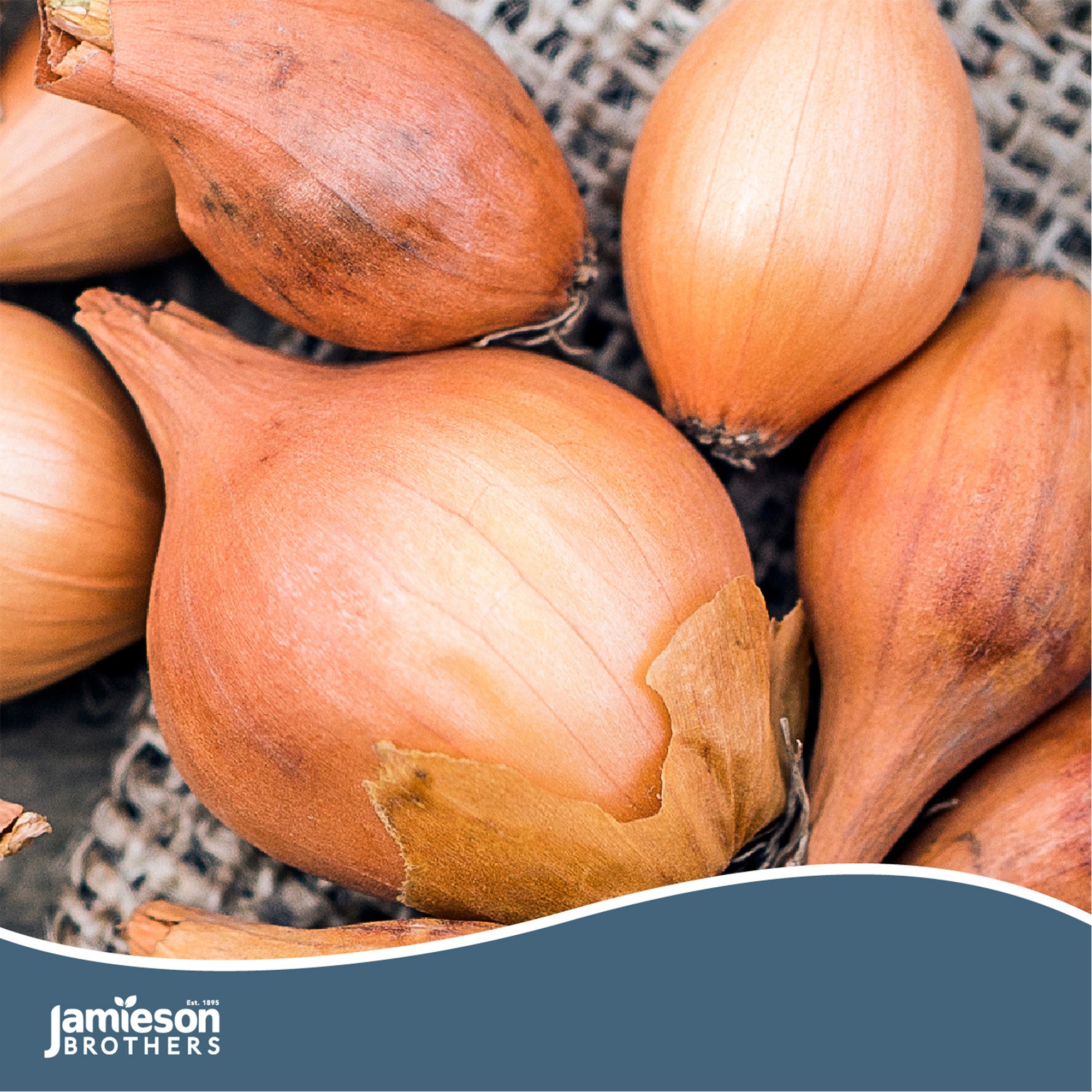 Jamieson Brothers® Sturon Onion Sets