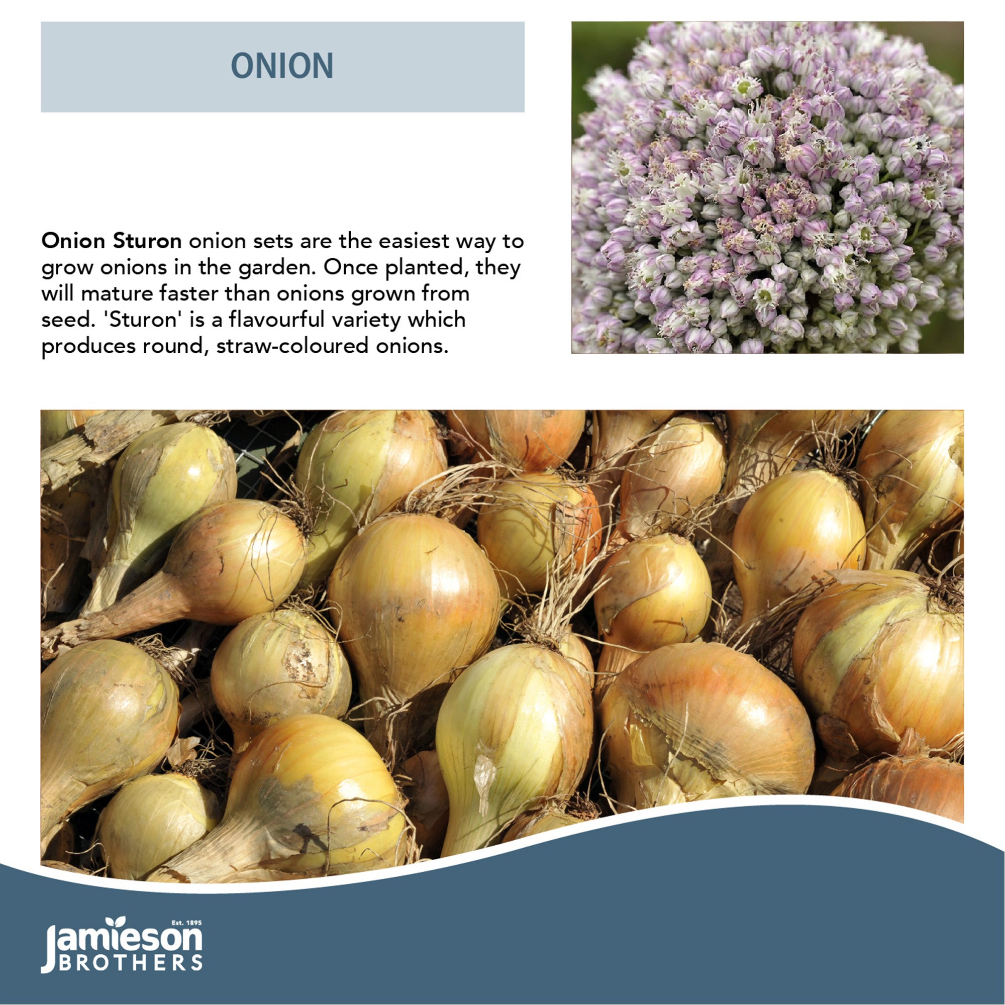 Jamieson Brothers Sturon Onion Sets - 50 pack