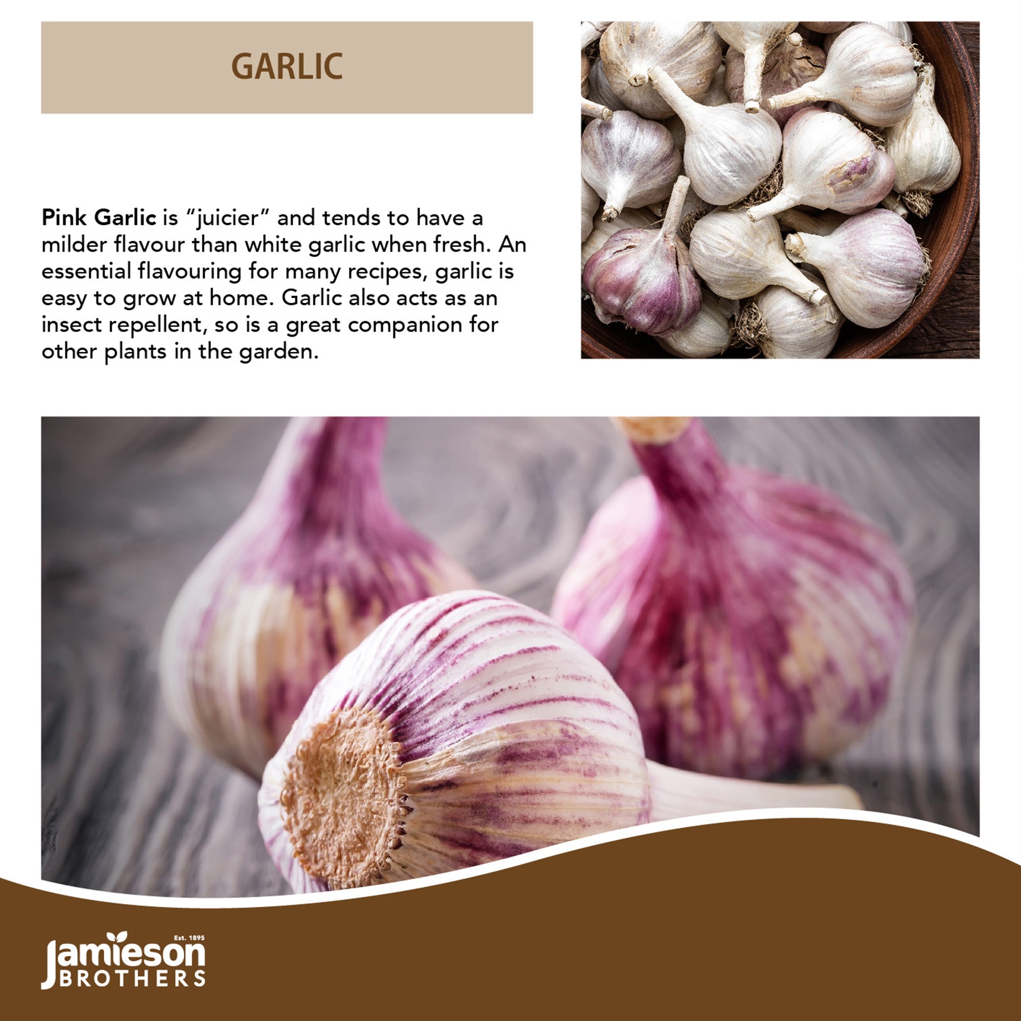 Jamieson Brothers® Autumn Pink Garlic Bulbs - 4pcs