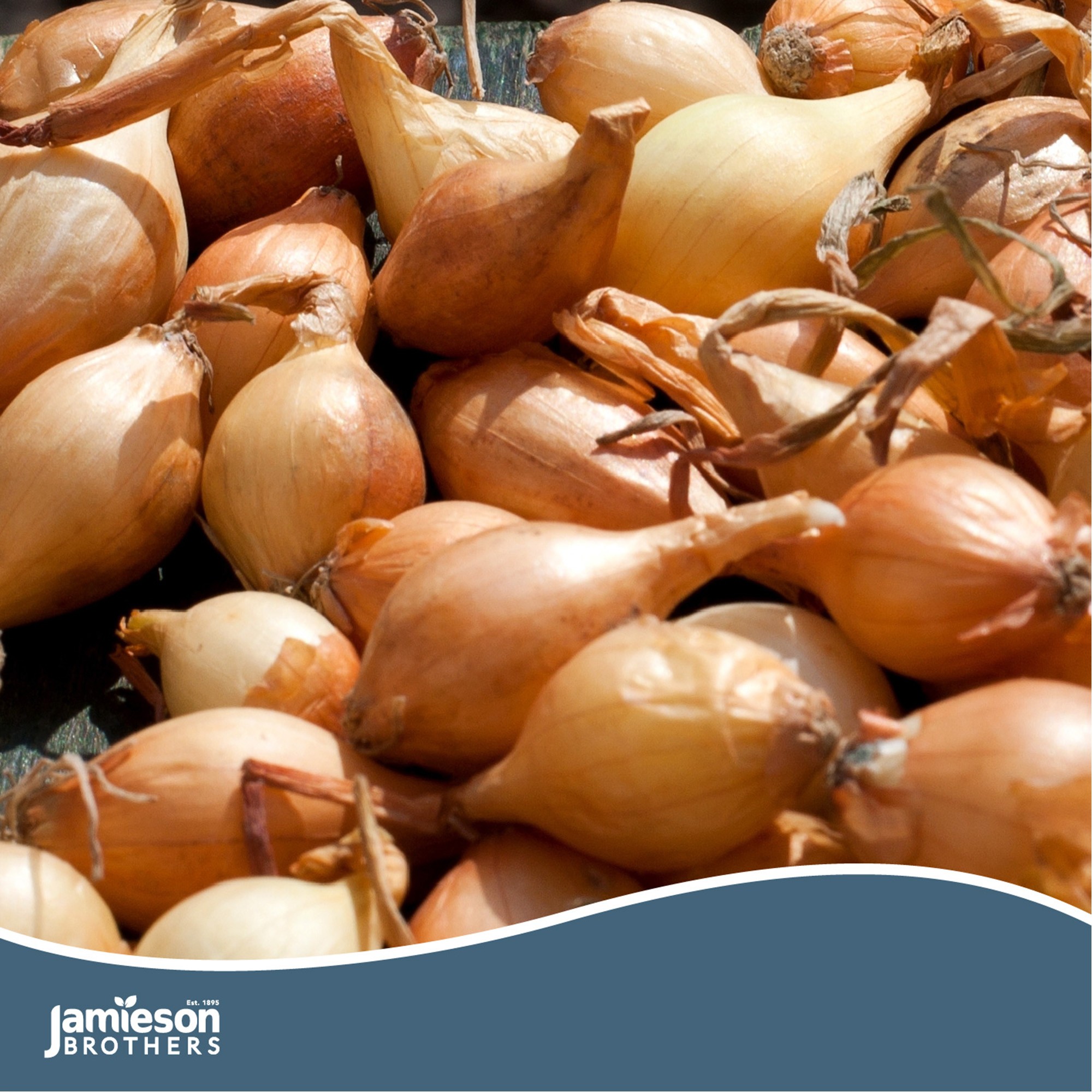 Jamieson Brothers® Sturon Onion Sets