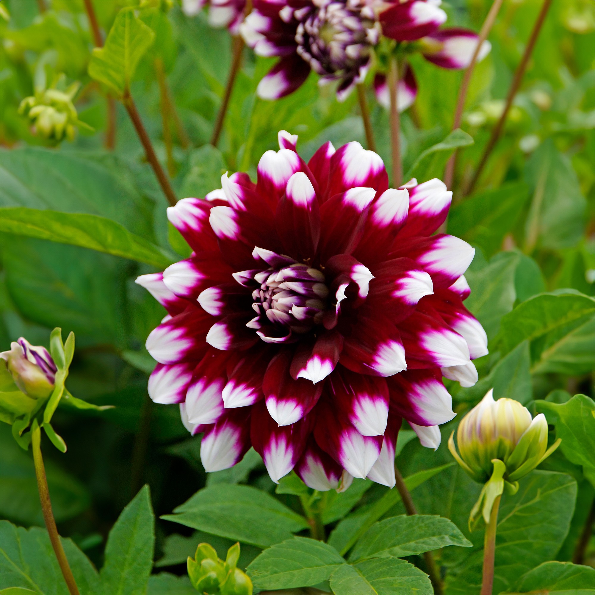 Dahlia Decorative Mystery Day Bulb for Planting | Unique Multi-colored ...