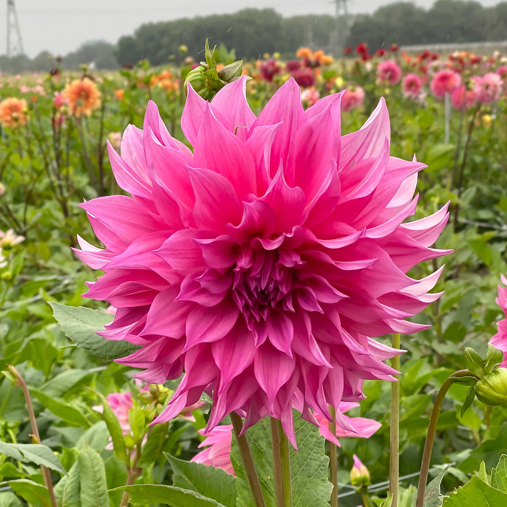 Dahlia Cafe au Lait Bulb for Planting | Oversize Summer Flowers for ...