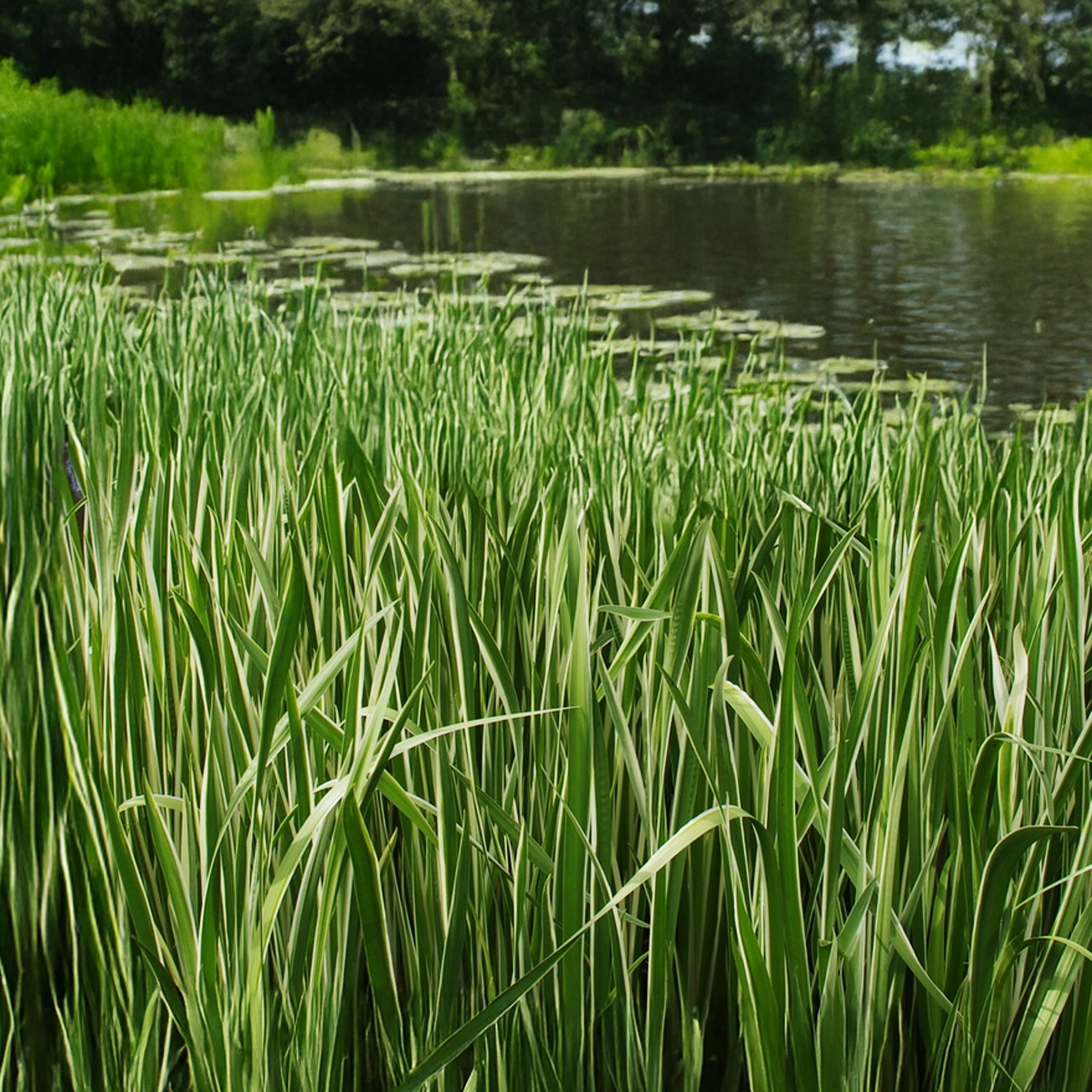 Acorus (Acorus Calamus) 1x Spring Planting Bulb | Aquatic Plant Bulb ...