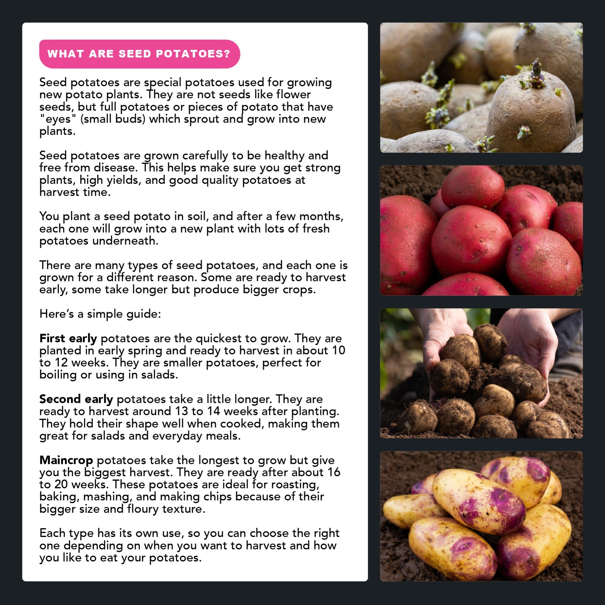 SpudMan Lady Christl Seed Potatoes (Grow Boiling Potatoes)