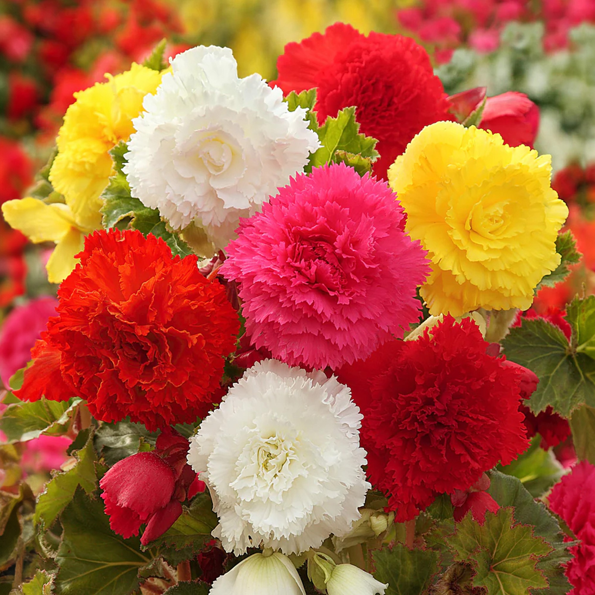 Begonia Fimbriata Mix (Begonia Fimbriata) 3x Spring Planting Flower Bulbs