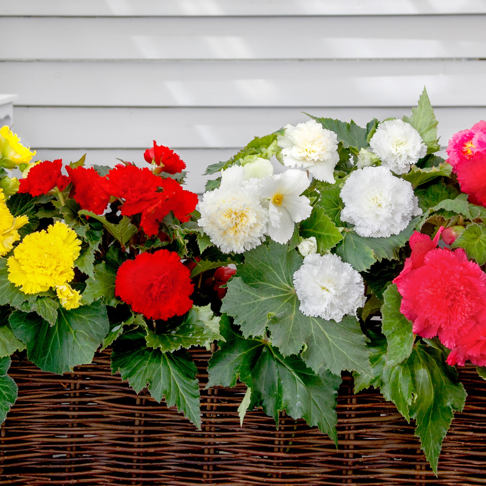 Begonia Pendula Mix (Begonia Semperflorens-Cultorum) 3x Spring Planting ...