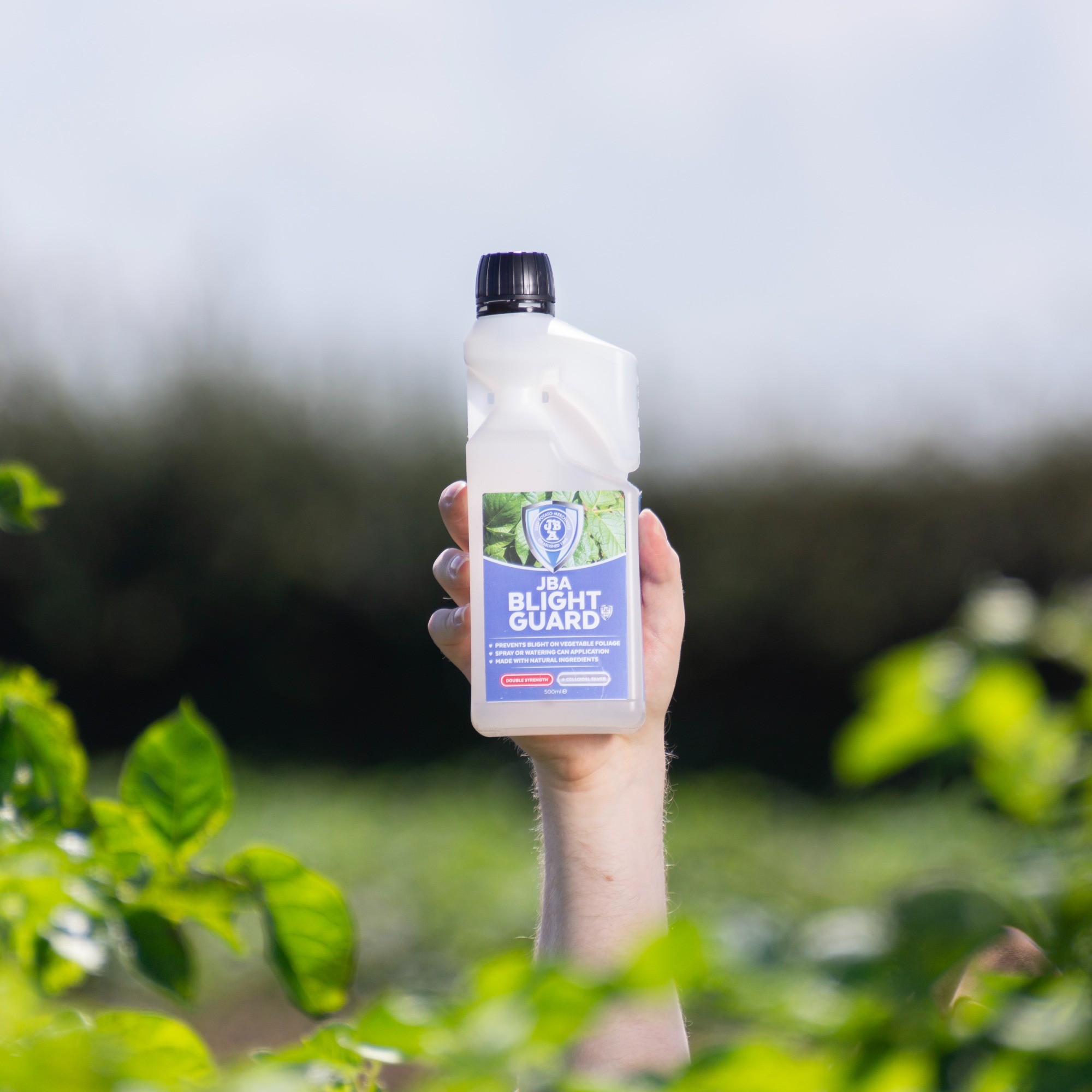 Double Strength Blight Guard for the prevention of foliar blight in ...