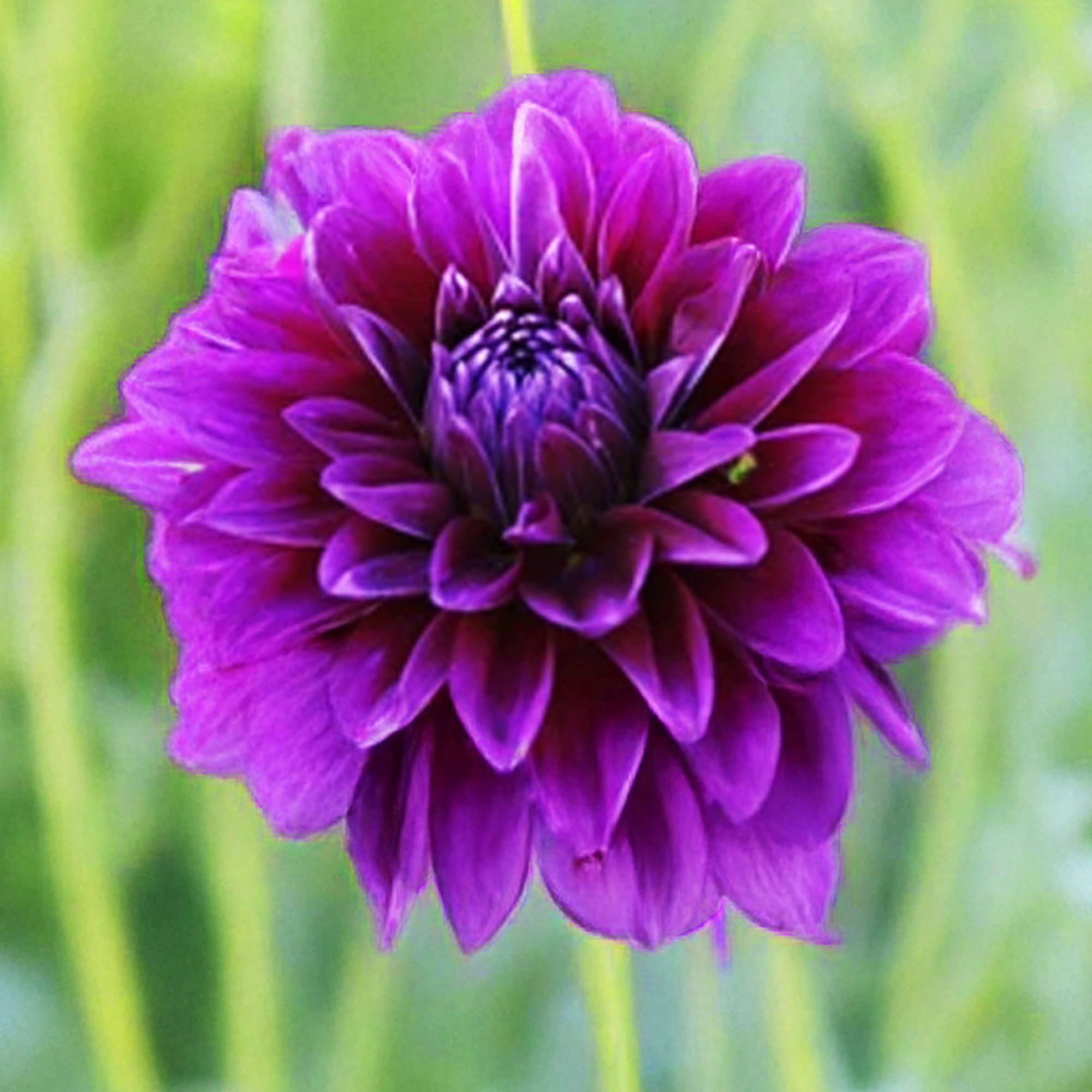 Bouquet Flowering - Purple Dahlia Box (Dahlia Pinnata) 2x Spring ...