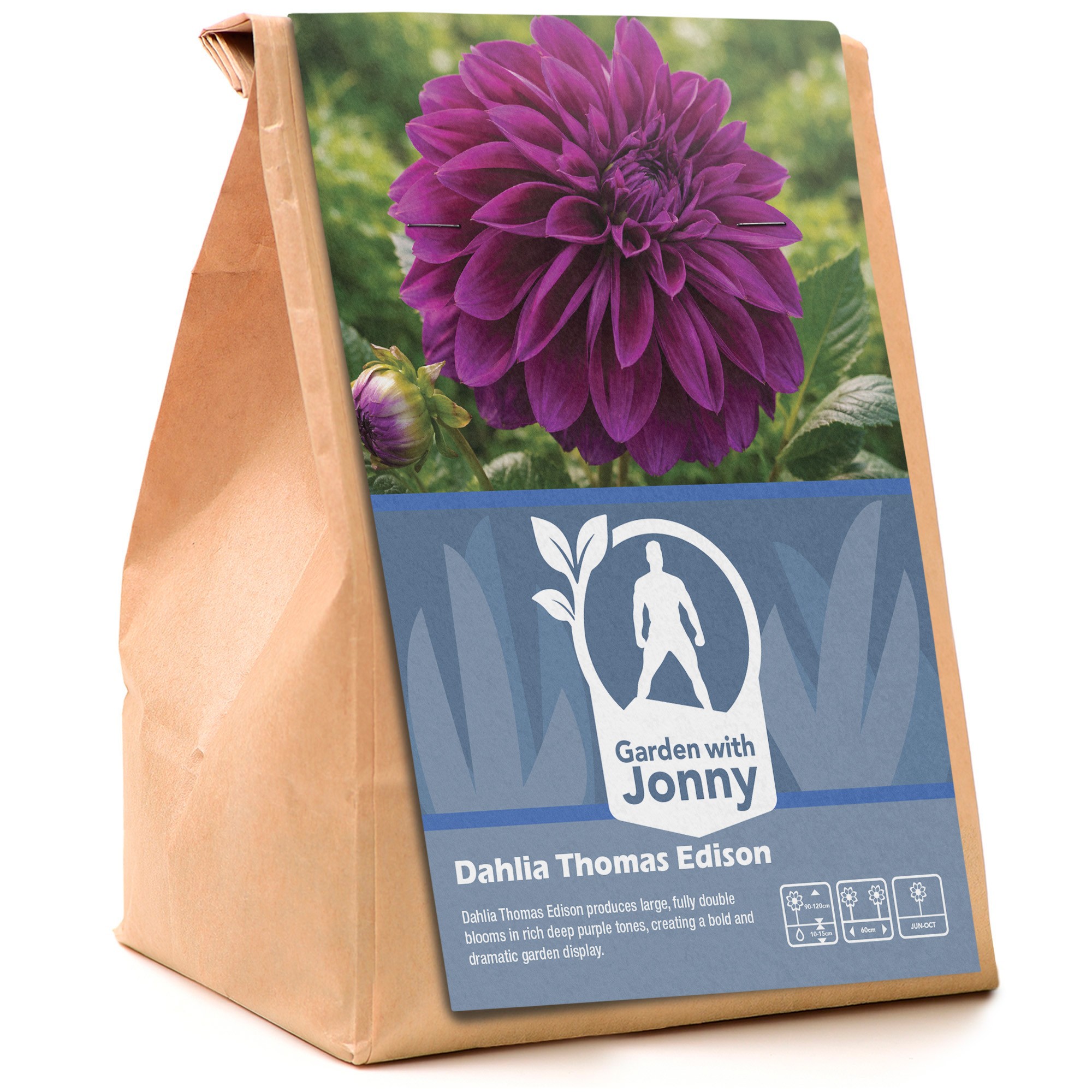 Dahlia Thomas Edison Bulb for Planting | Deep Purple Summer Flowers for ...