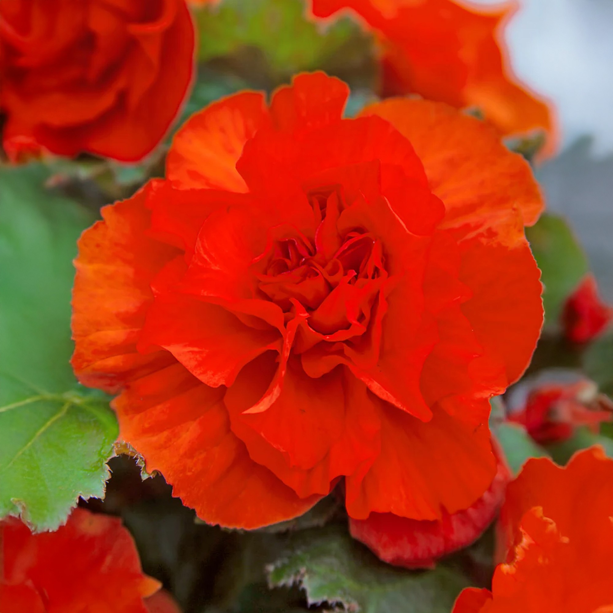 Begonia Non Stop Orange (Begonia Semperflorens-Cultorum) 3x Spring ...