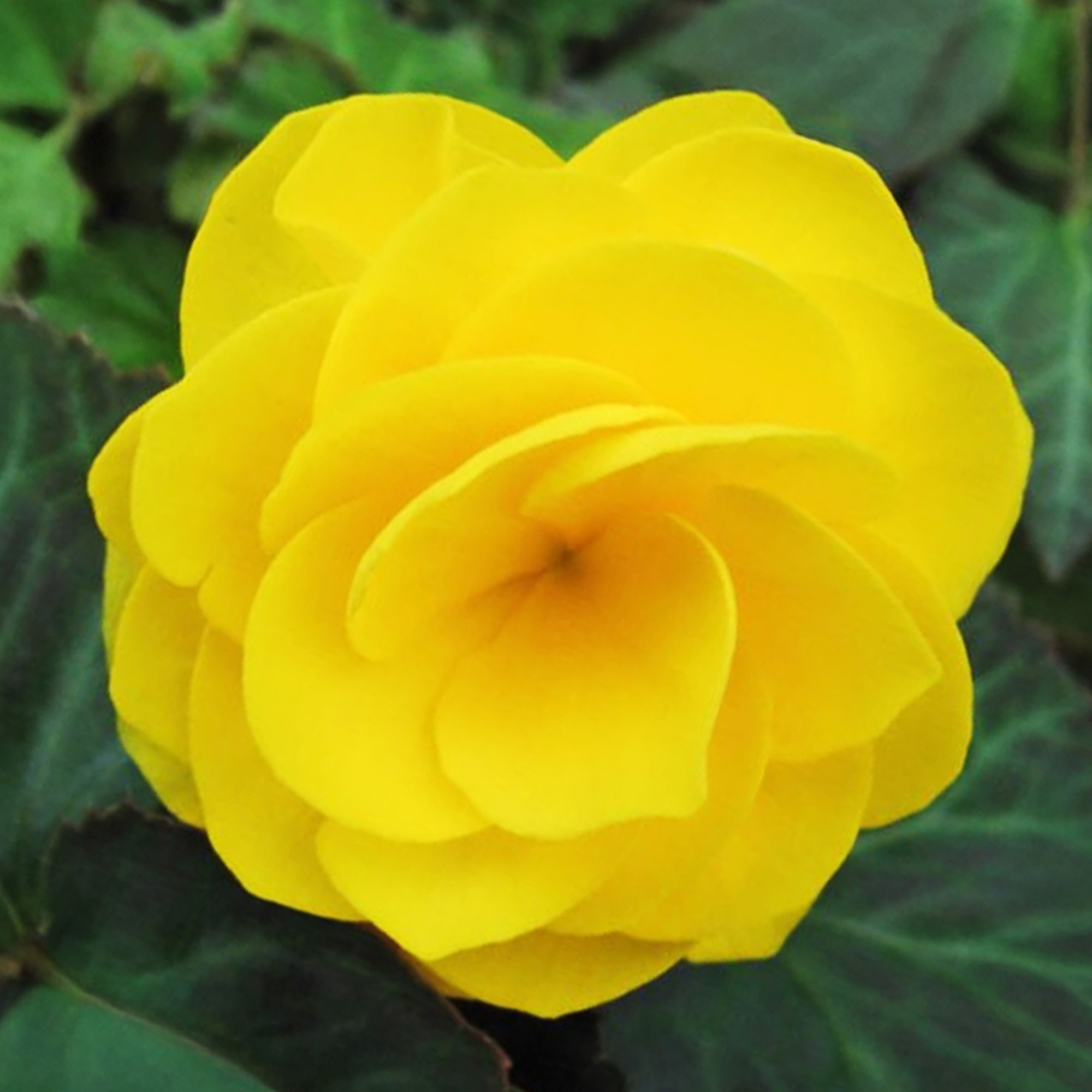 Begonia Double Yellow (3 Bulbs)