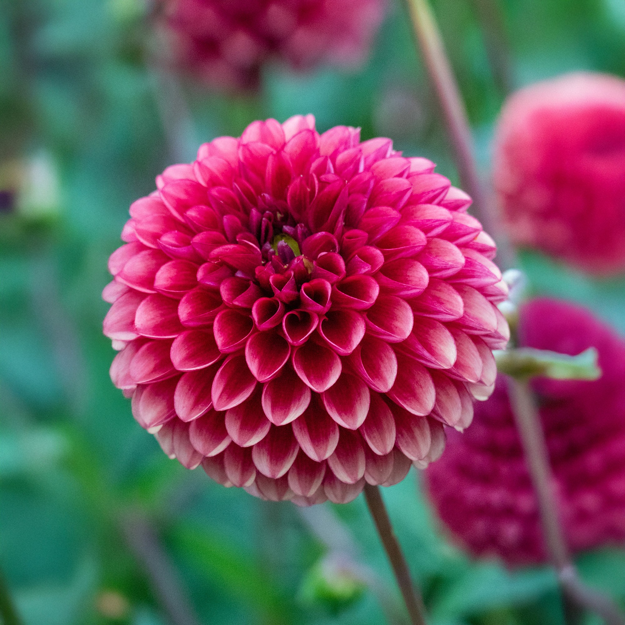 Dahlia Pompon Copper Boy Bulb for Planting | Unique Ball Blooms for ...