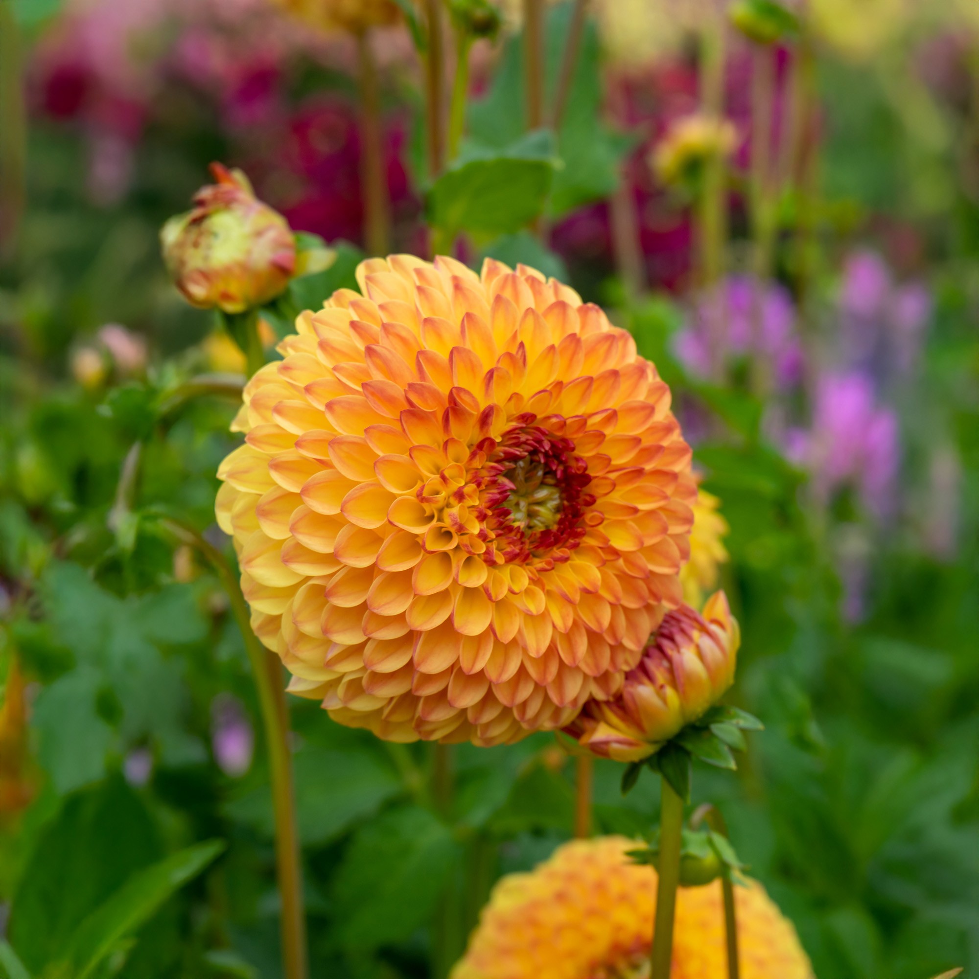 Dahlia Pompon Sunny Boy Bulb for Planting | Pompon Summer Flowers for ...