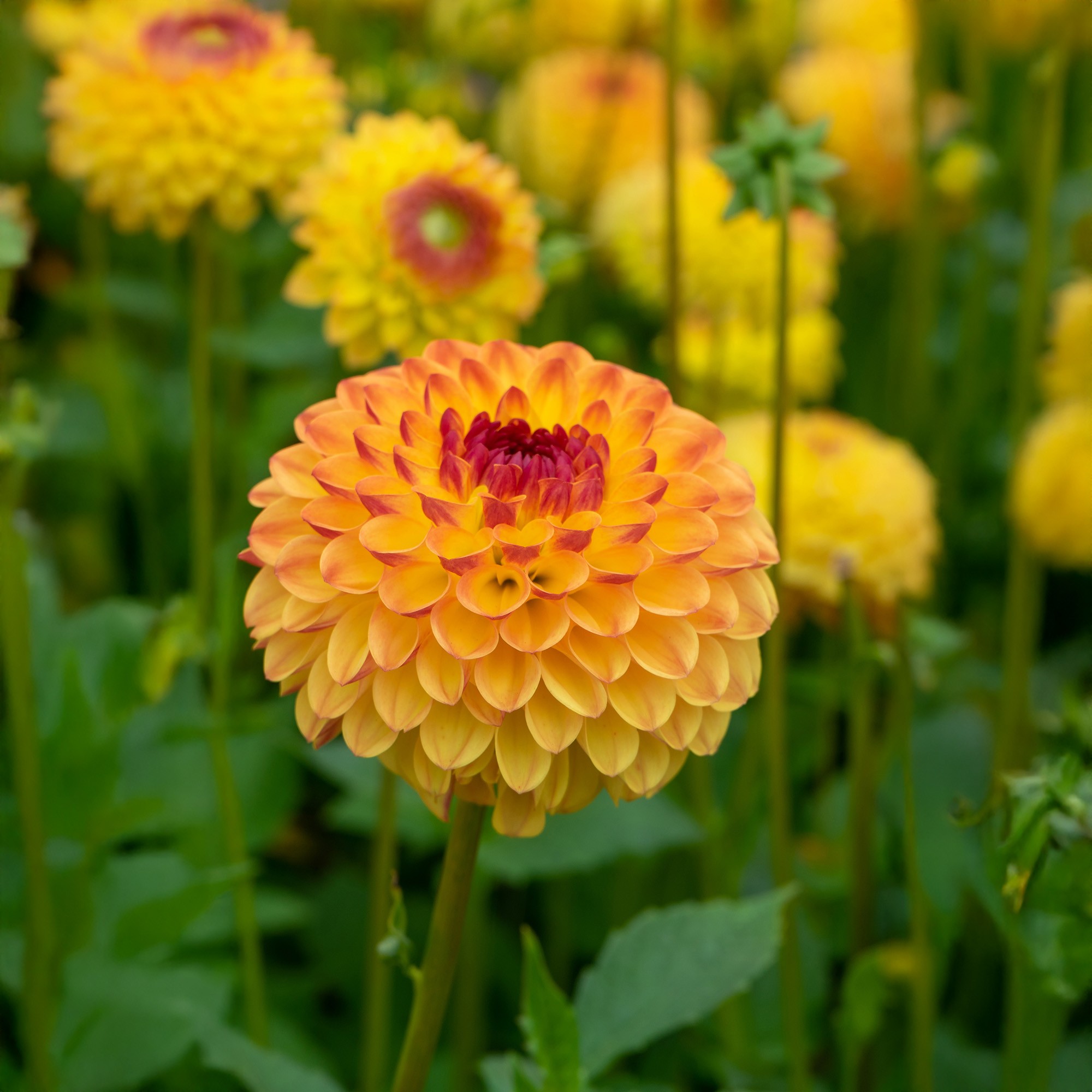 Dahlia Pompon Sunny Boy Bulb for Planting | Pompon Summer Flowers for ...
