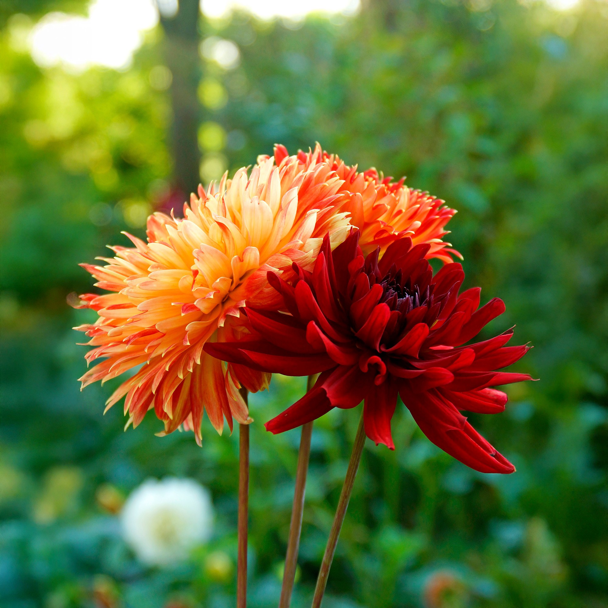 Dahlia Decorative Burning Love Bulb for Planting | Showstopping Summer ...