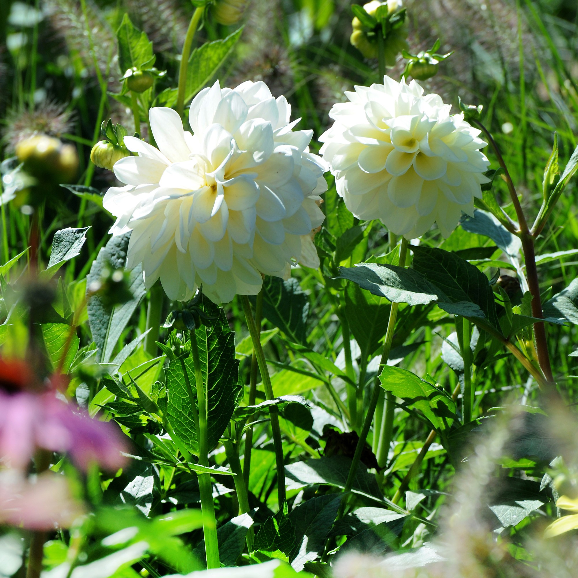 Dahlia Pompon Snowflake Bulb for Planting | White and Cream Summer ...