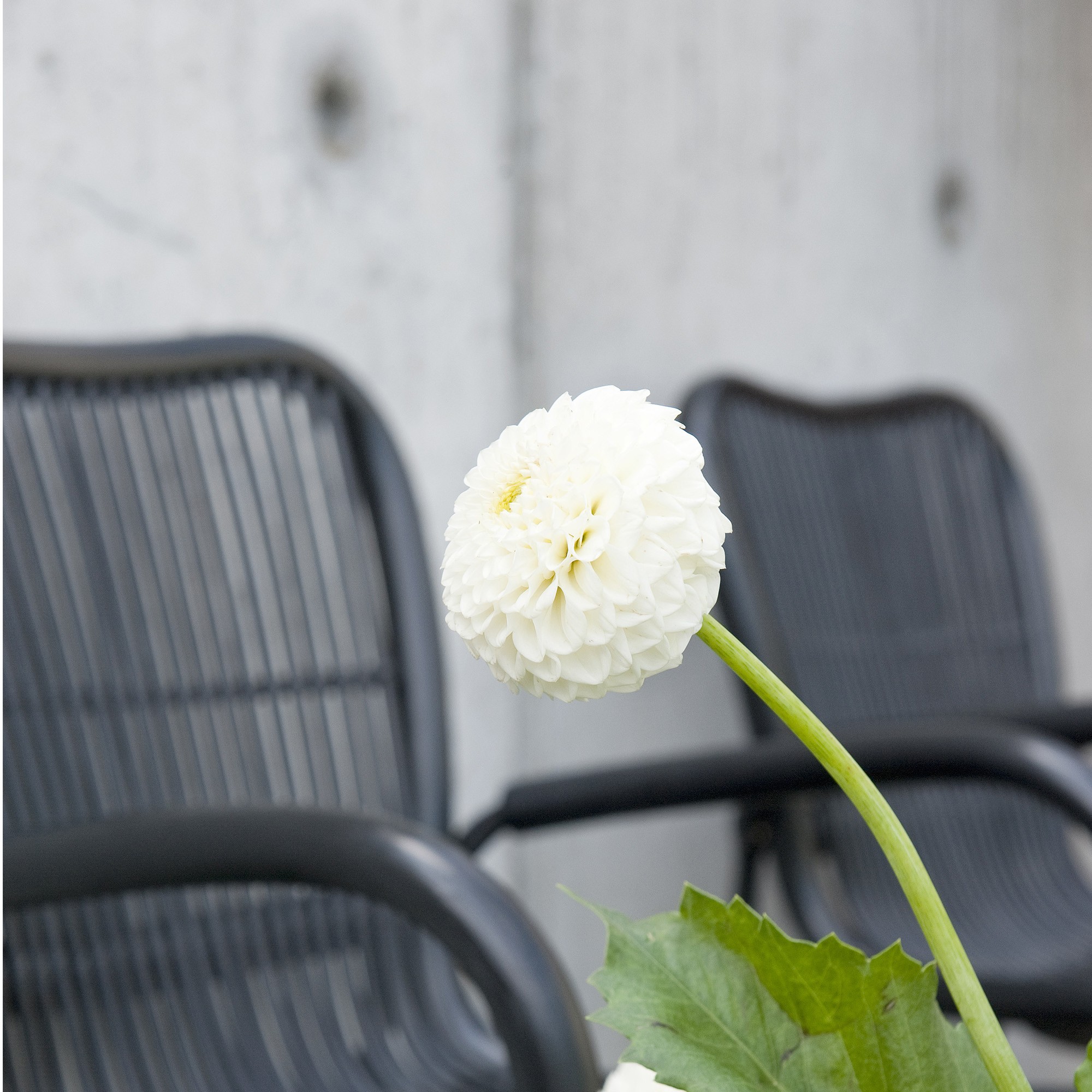 Dahlia Pompon Snowflake Bulb for Planting | White and Cream Summer ...