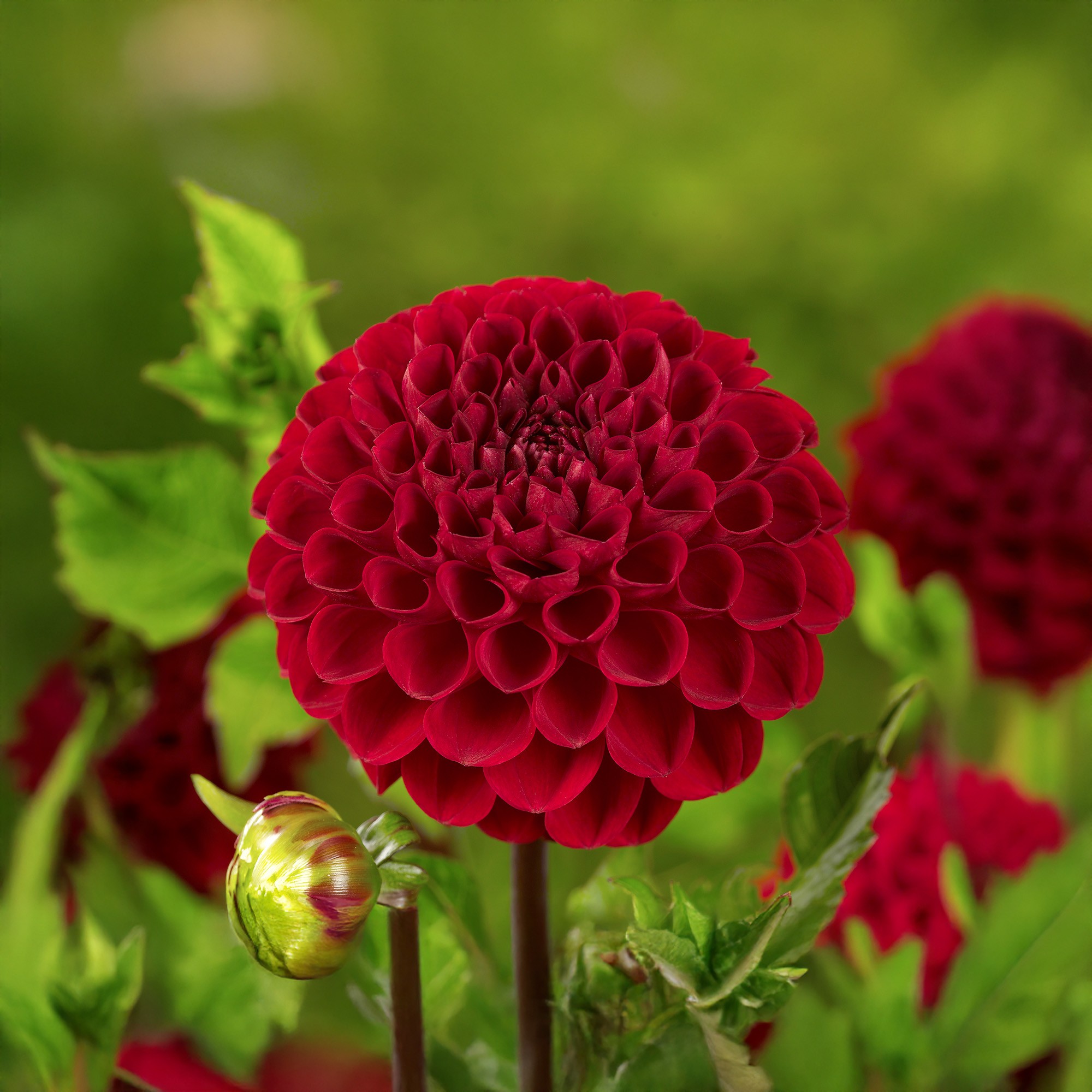 Dahlia Pompon Viking Bulb for Planting | Deep Red Summer Flowers for ...