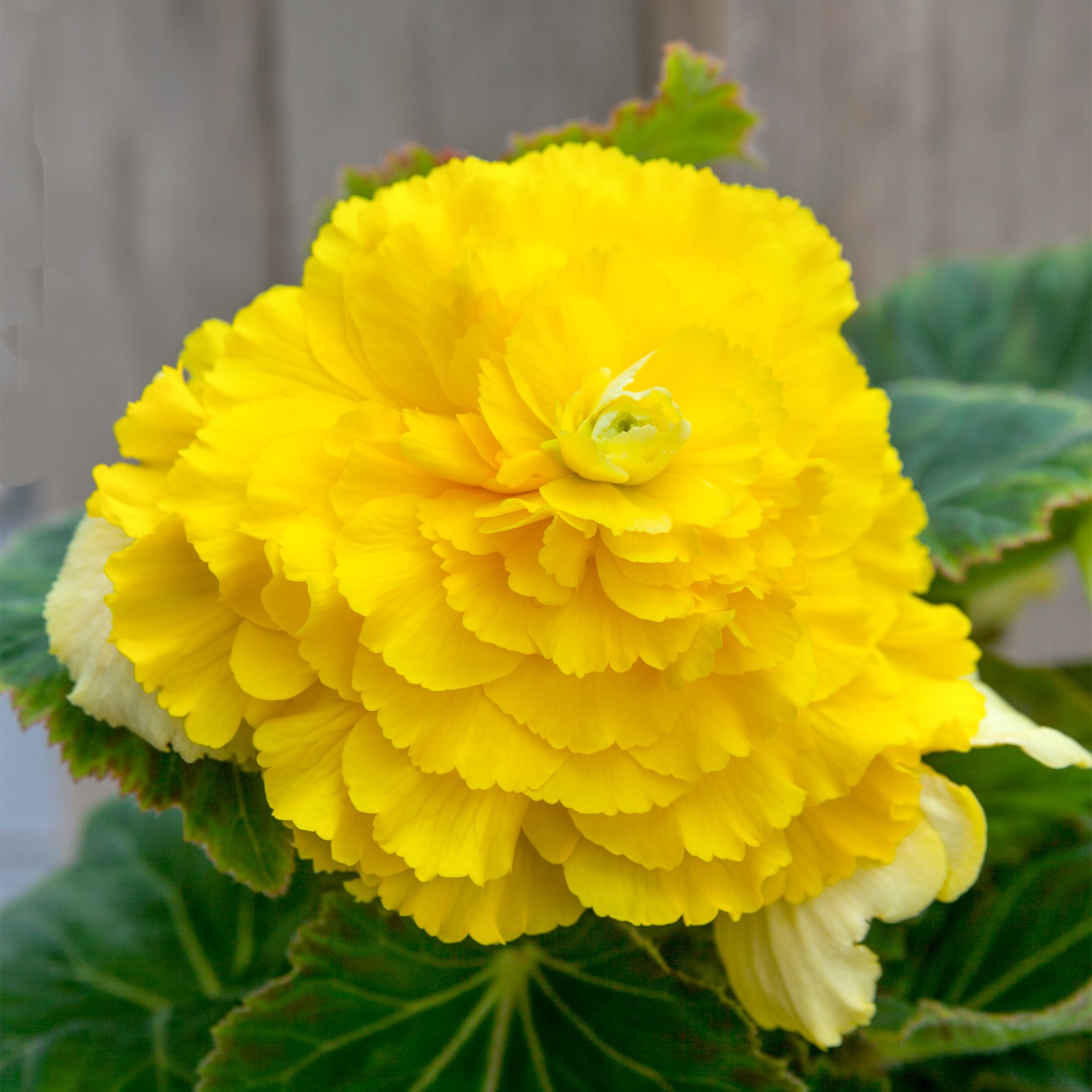 Begonia Nonstop Yellow Bulb for Planting | Yellow Summer Flowers for ...