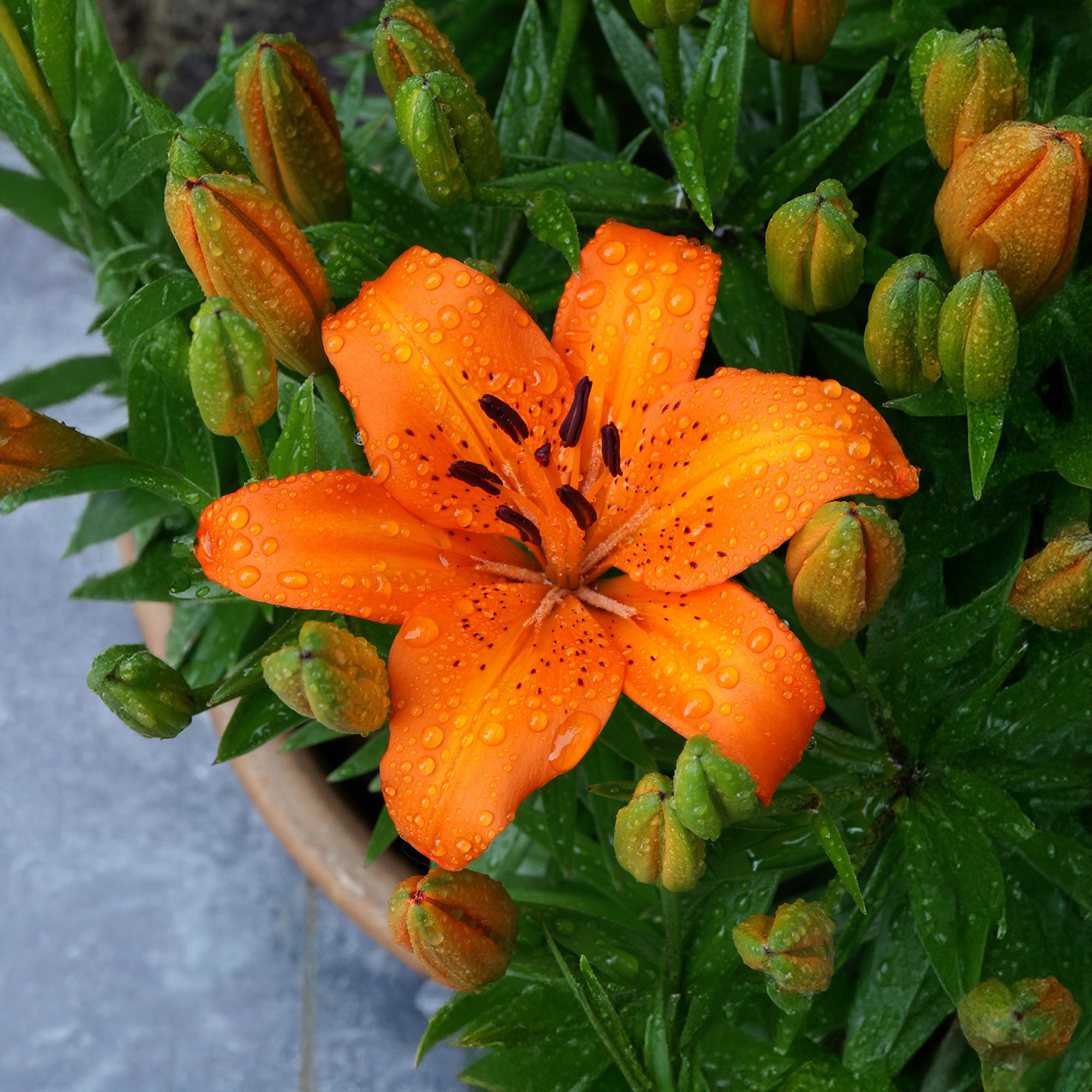 orange pixie flower