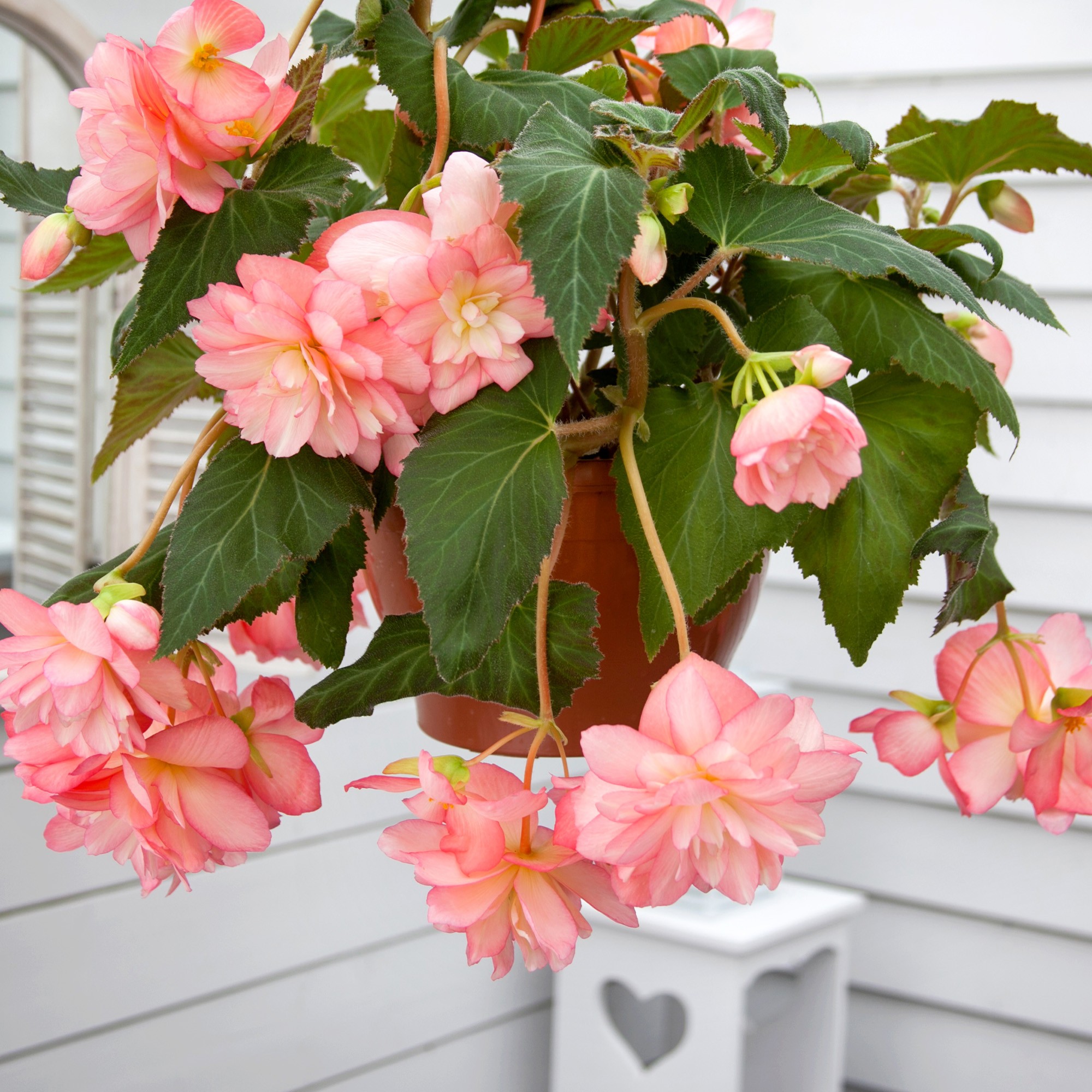 Begonia Pendula Pink Bulb for Planting | Pink Cascading Summer Flowers ...