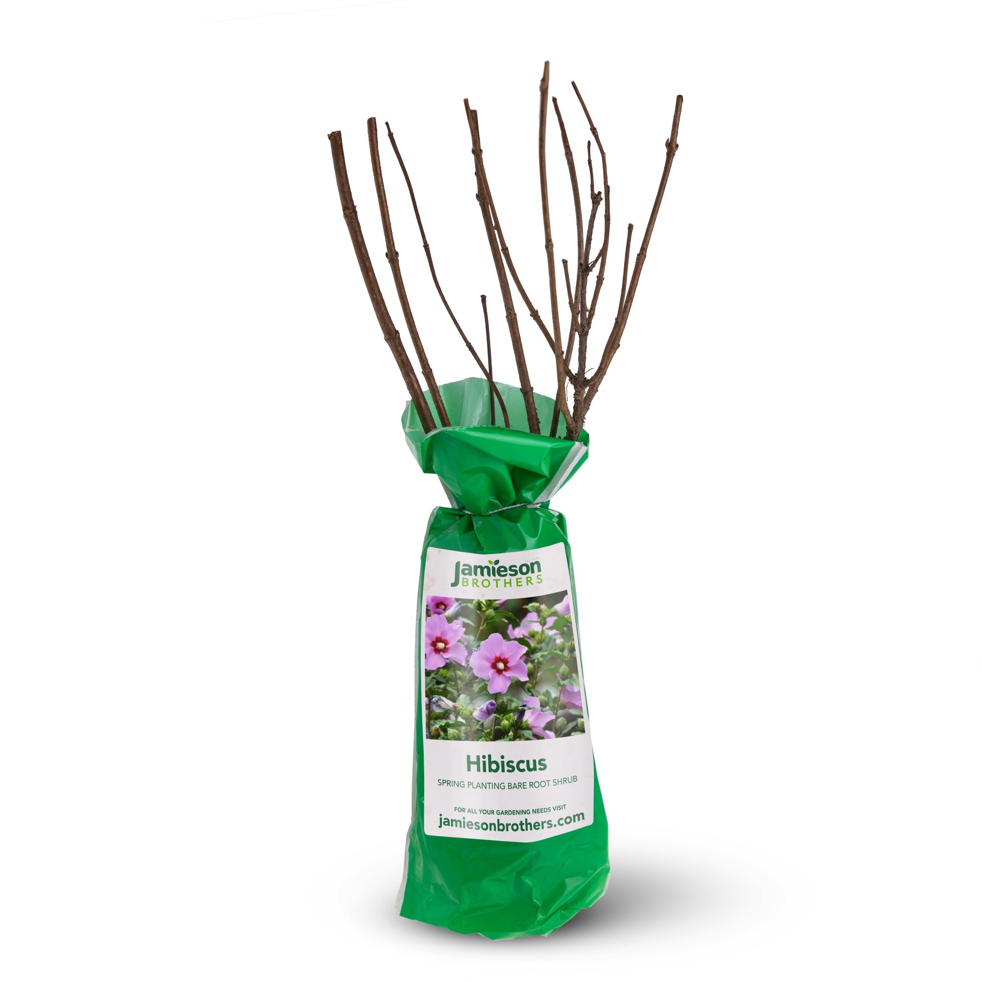 Hibiscus - Spring planting bare root shrub by Jamieson Brothers