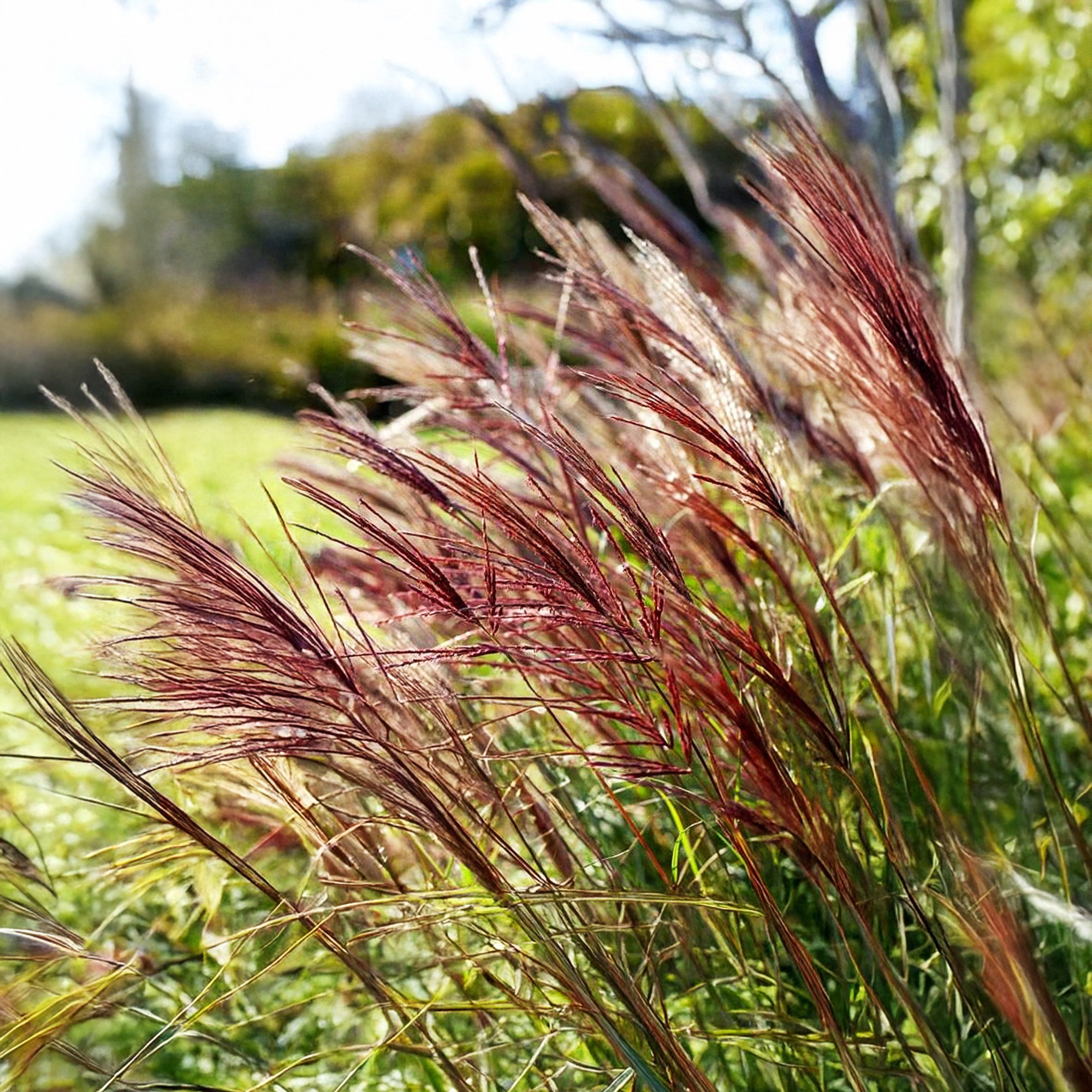 Miscanthus Sinensis Red Chief (Miscanthus Sinensis) 1x Spring Planting ...