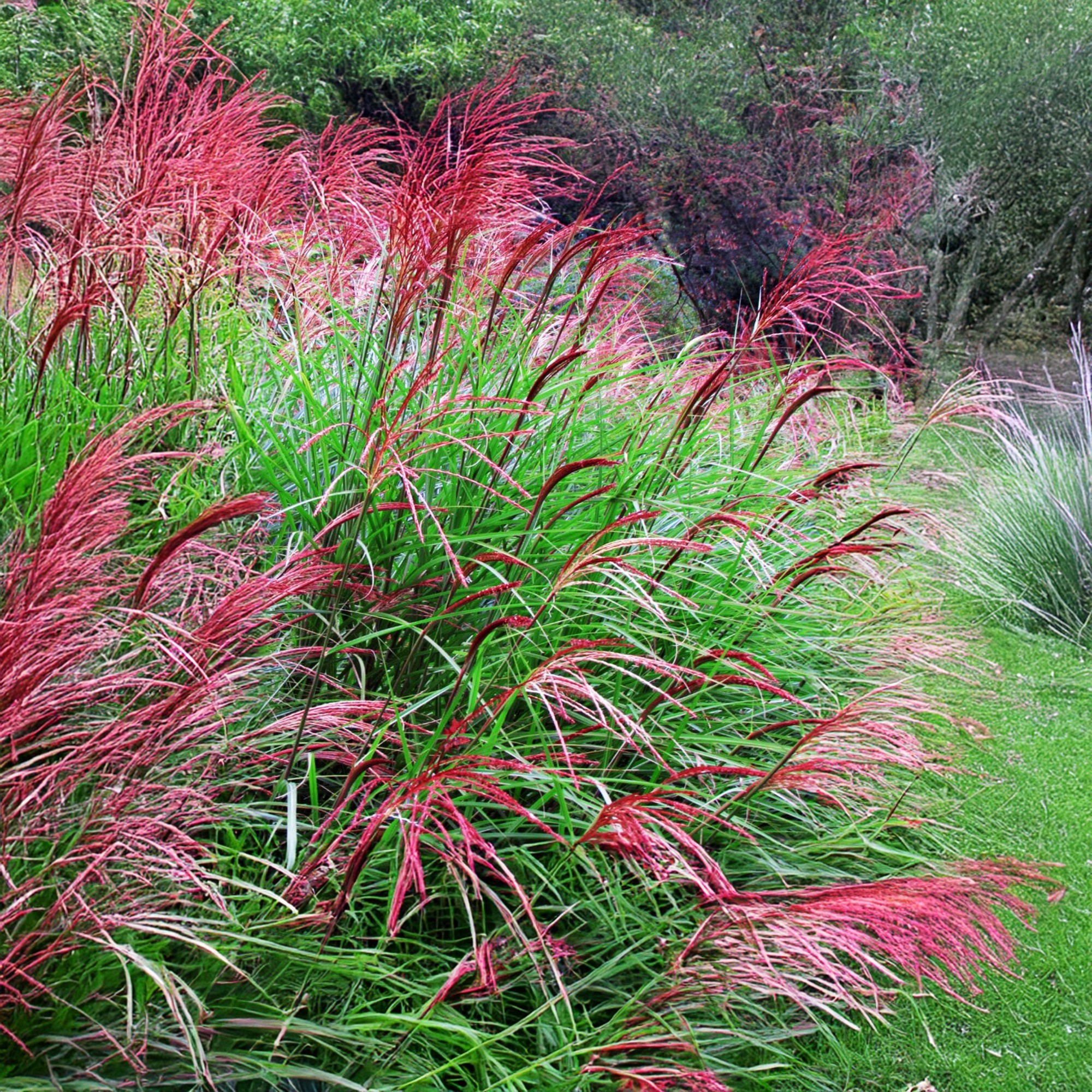 Miscanthus Sinensis Red Chief (Miscanthus Sinensis) 1x Spring Planting ...