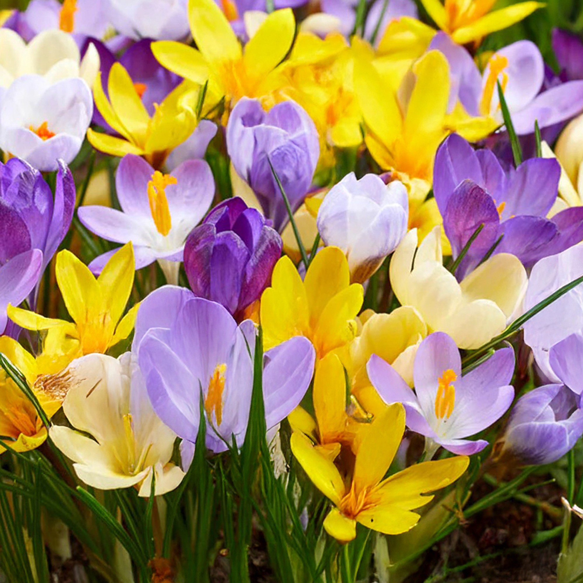 Crocus Vernus Mix 15 Flower Bulbs Ready for Planting Now in UK Autumn ...