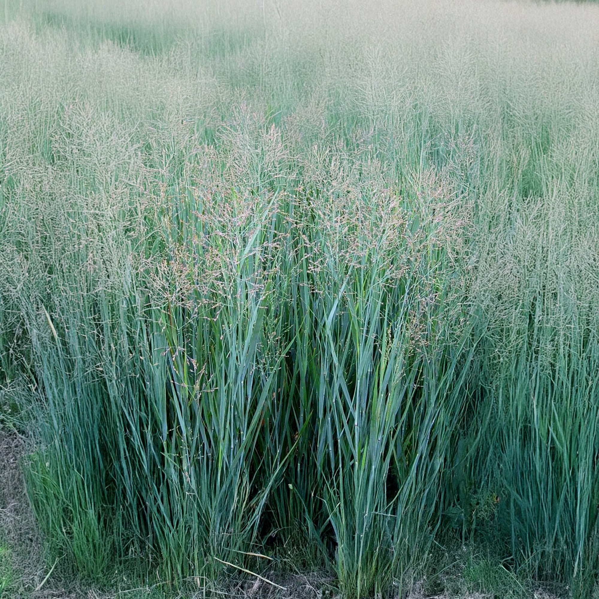 Panicum Virgatum Prairie Sky (Panicum Virgatum) 1x Spring Planting ...