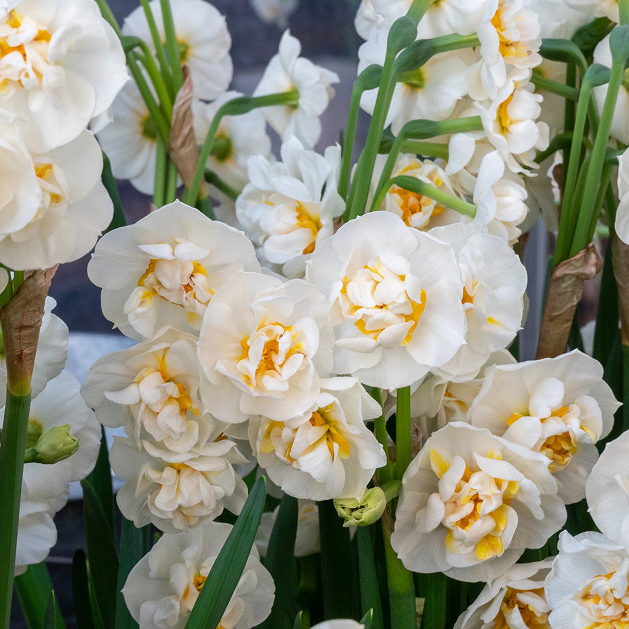 Tulip/Daffodil (Narcissus) Mix 10 Bulbs Ready for Planting Now in UK ...