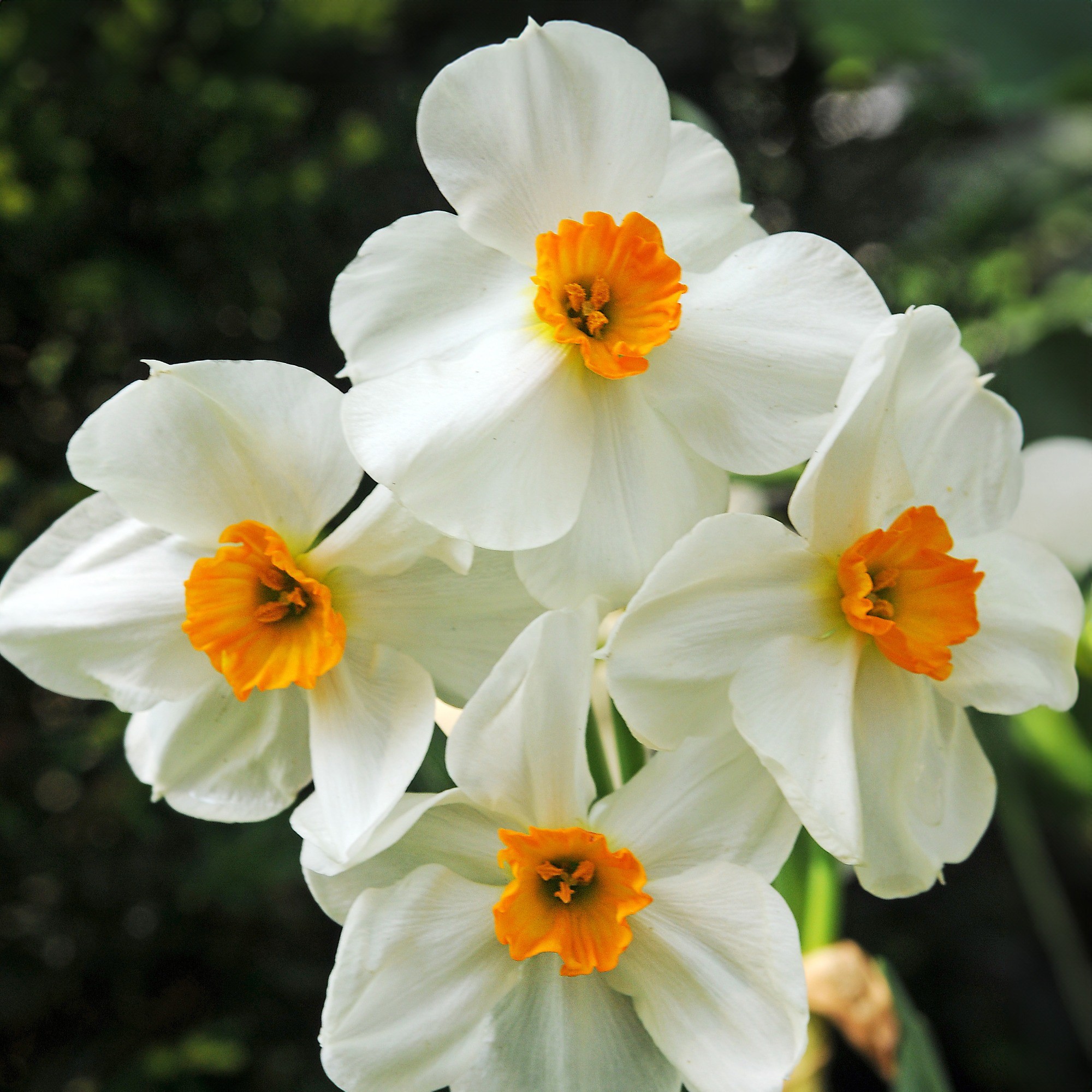 Sempre Avanti 5Kg (Approx. 100 Bulbs) Daffodil Bulbs by Jamieson Brothers