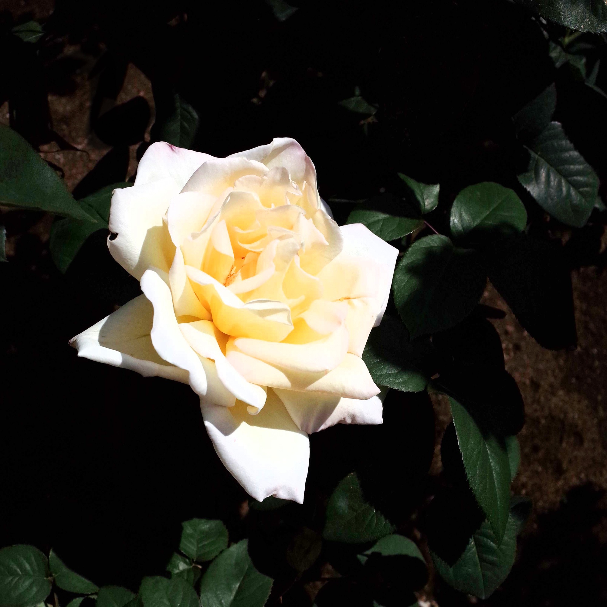 Hybrid Tea Rose - Mount Shasta, bare rootball by Jamieson Brothers