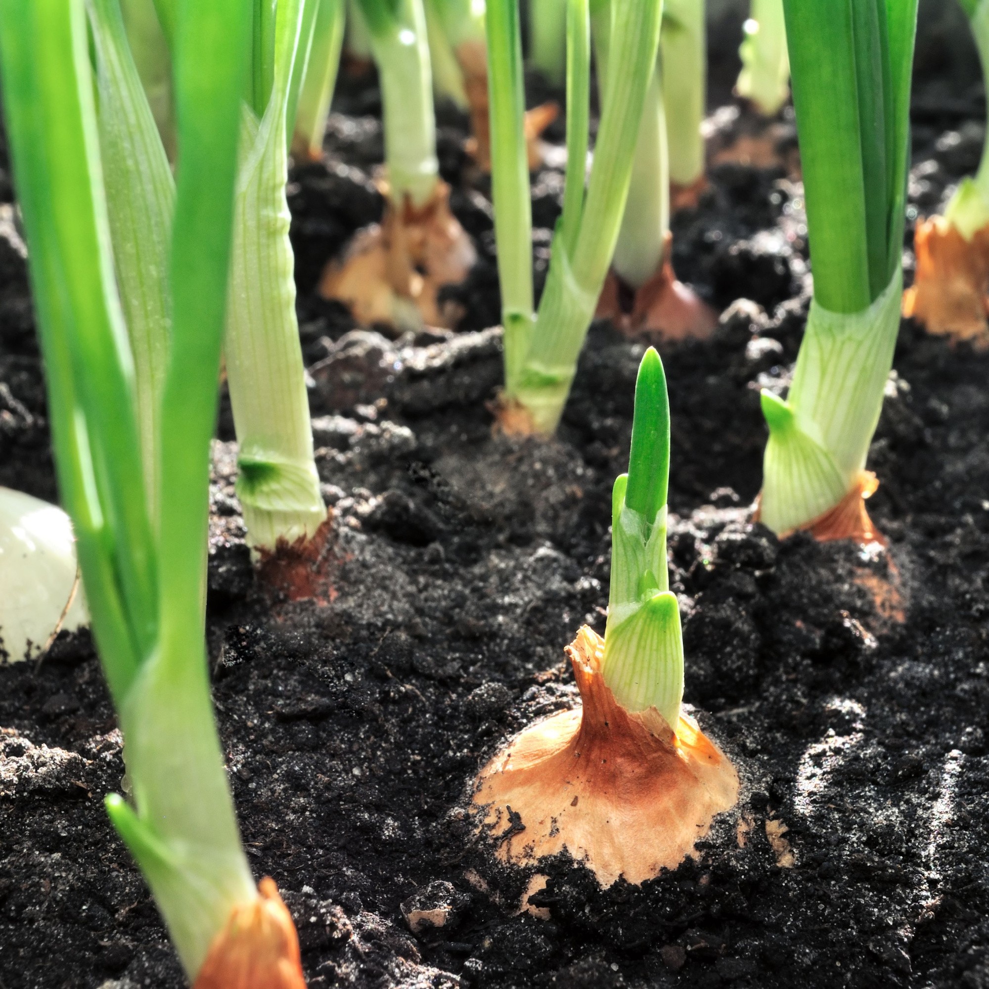 Jamieson Brothers® Setton