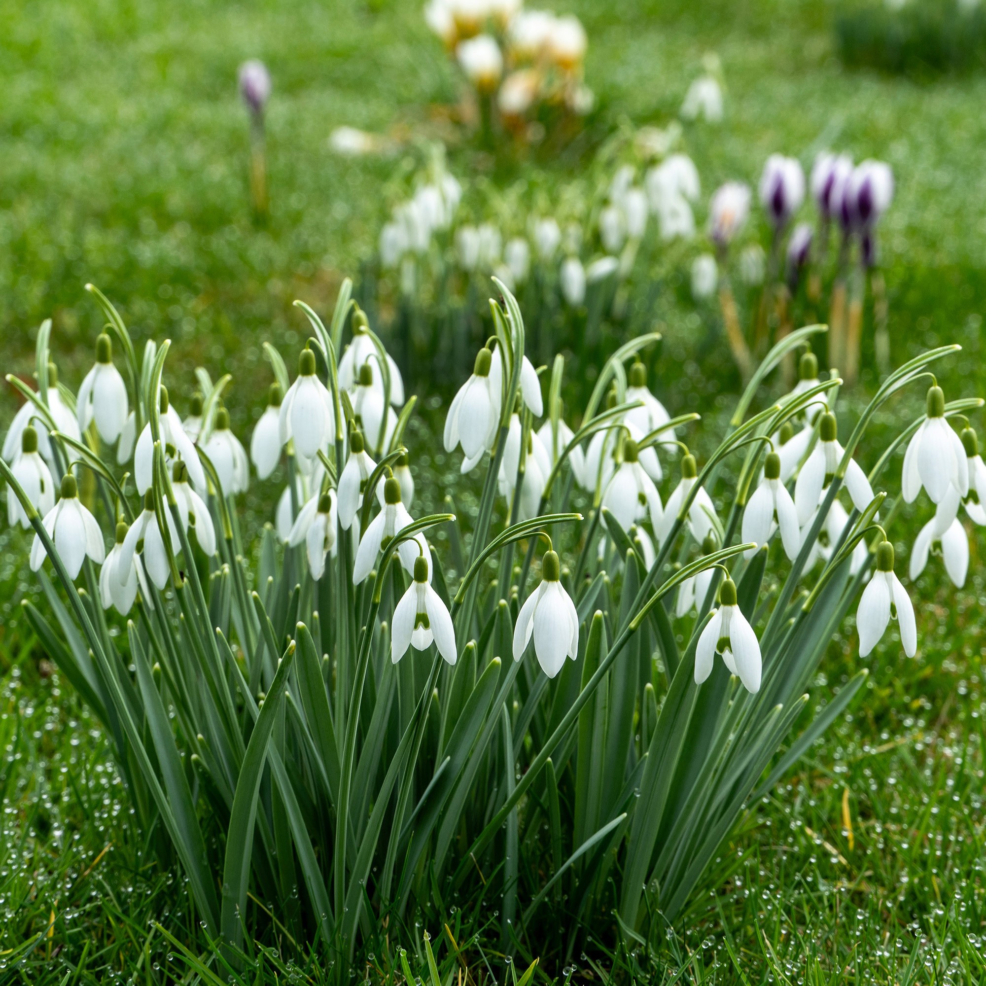 Garden with Jonny Galanthus Nivalis 16 Bulbs